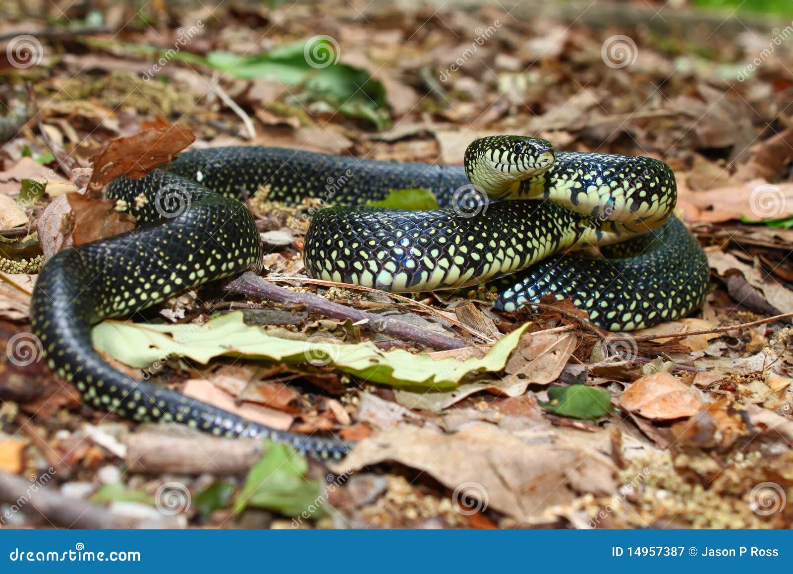 Black Kingsnake (Lampropeltis Getula) Stock Image - Image of america ...