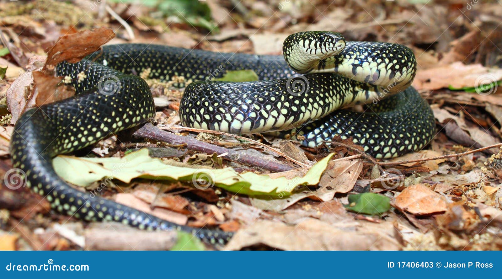 Black Kingsnake (Lampropeltis Getula) Stock Image - Image of alabama ...