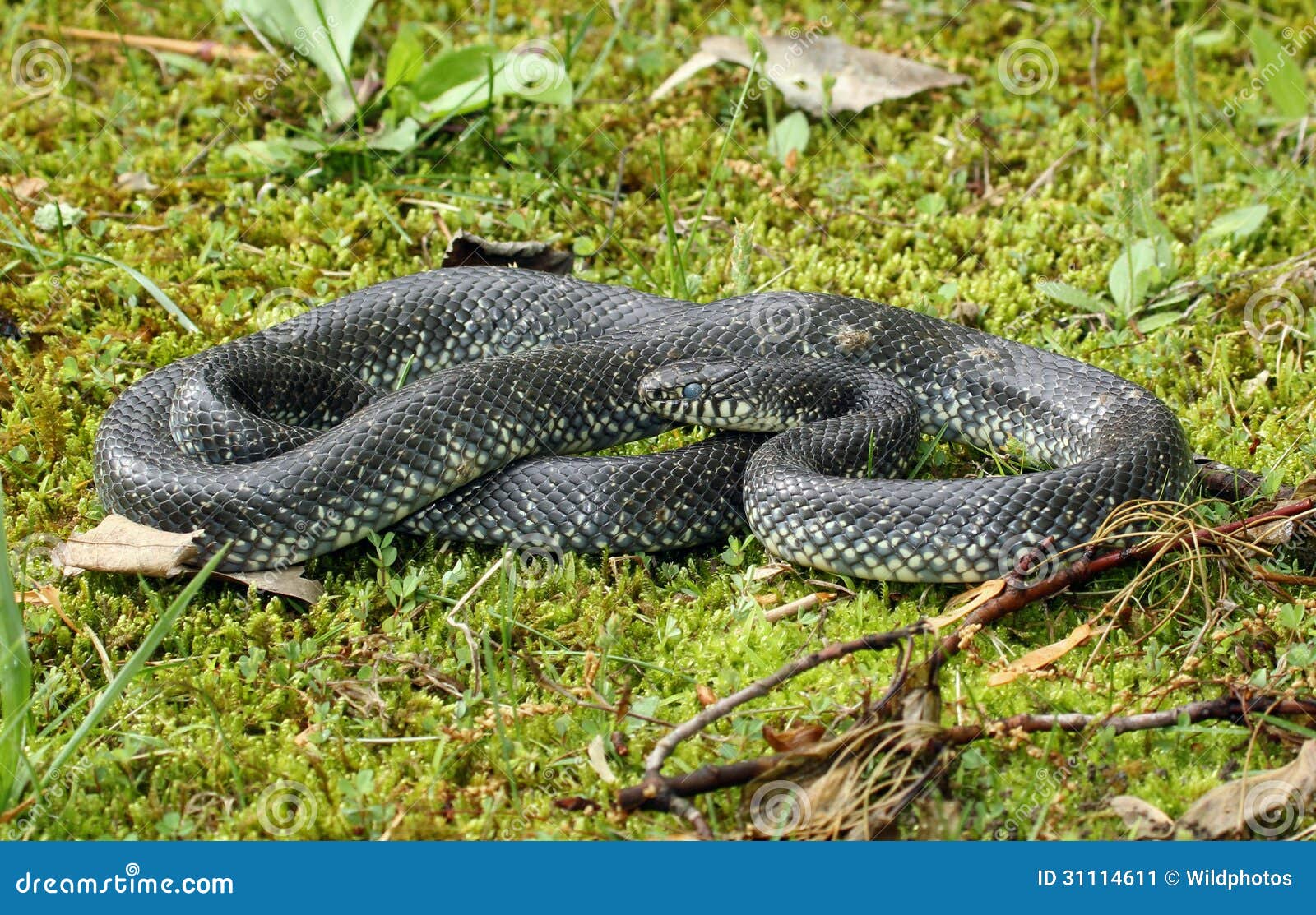 Black Kingsnake stock image. Image of lampropeltis, phobia - 31114611