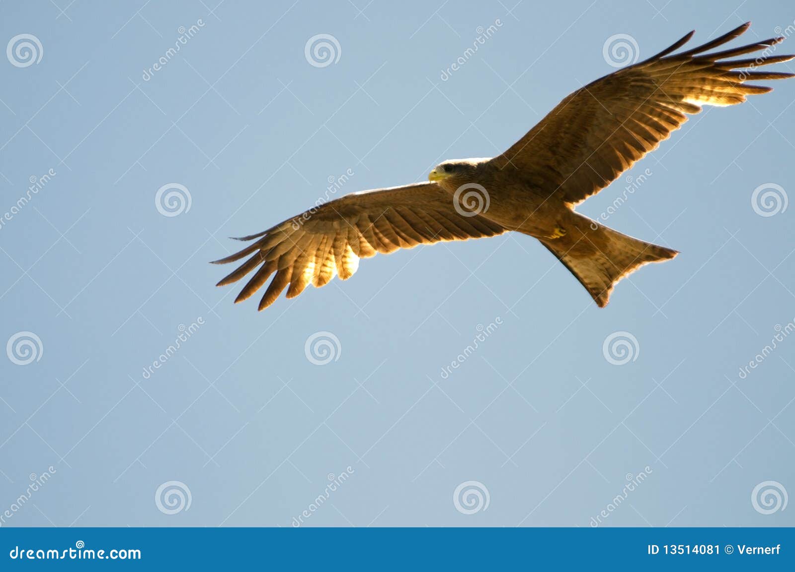 Black kite stock image. Image of black, africa, blue - 13514081