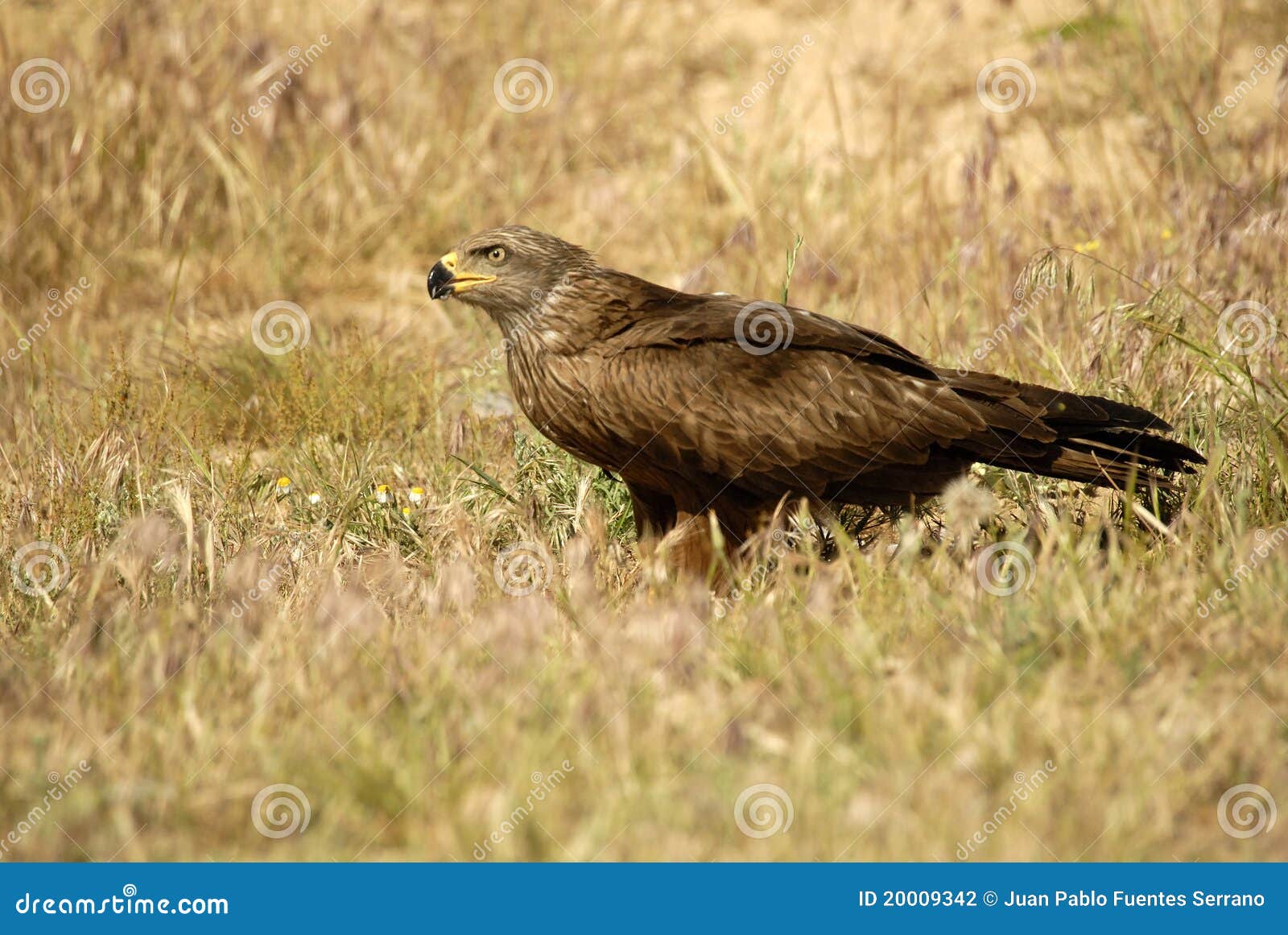 Black kite stock photo. Image of eagles, animal, rapacious - 20009342