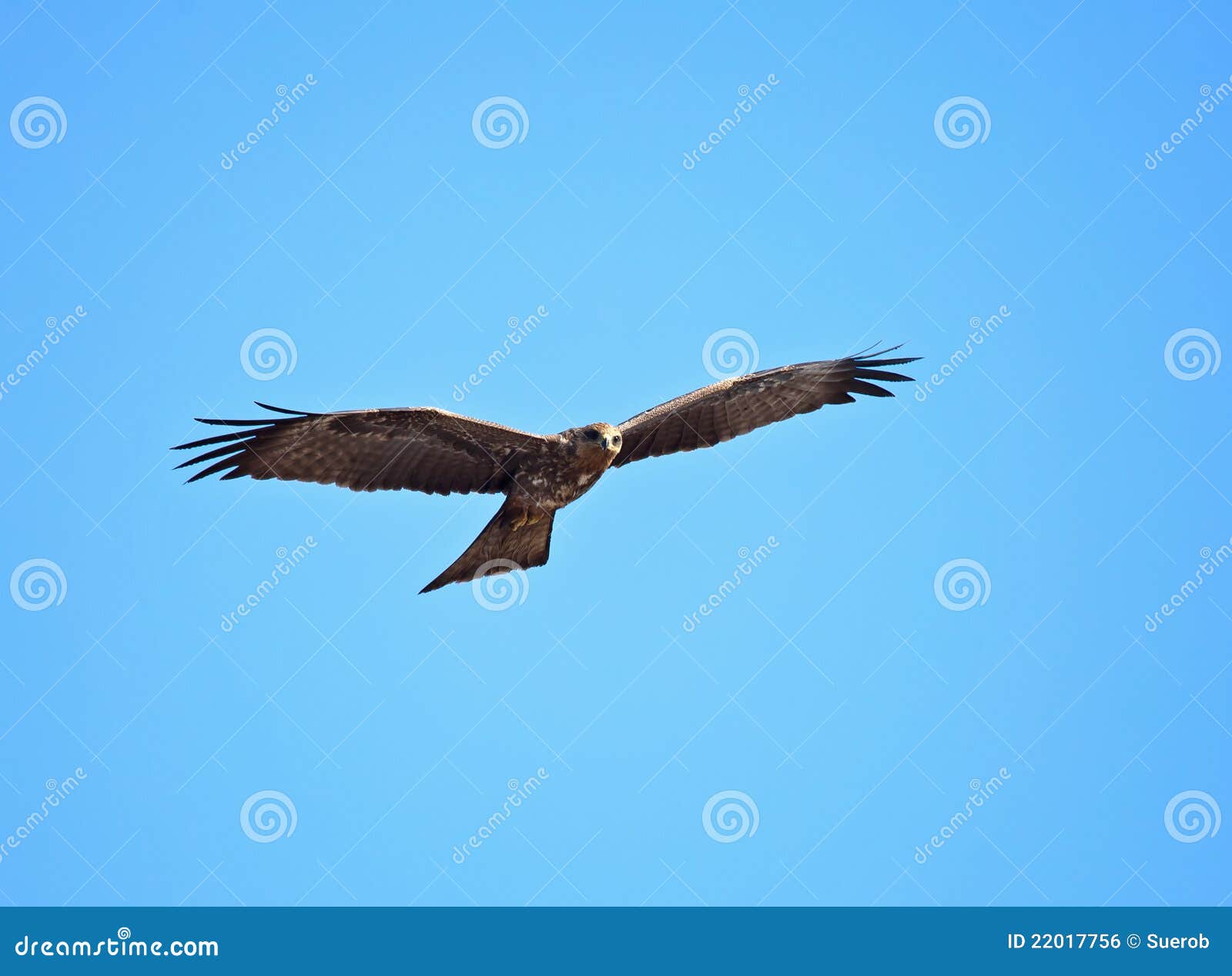 Black Kite stock photo. Image of africa, kite, trip, raptor - 22017756
