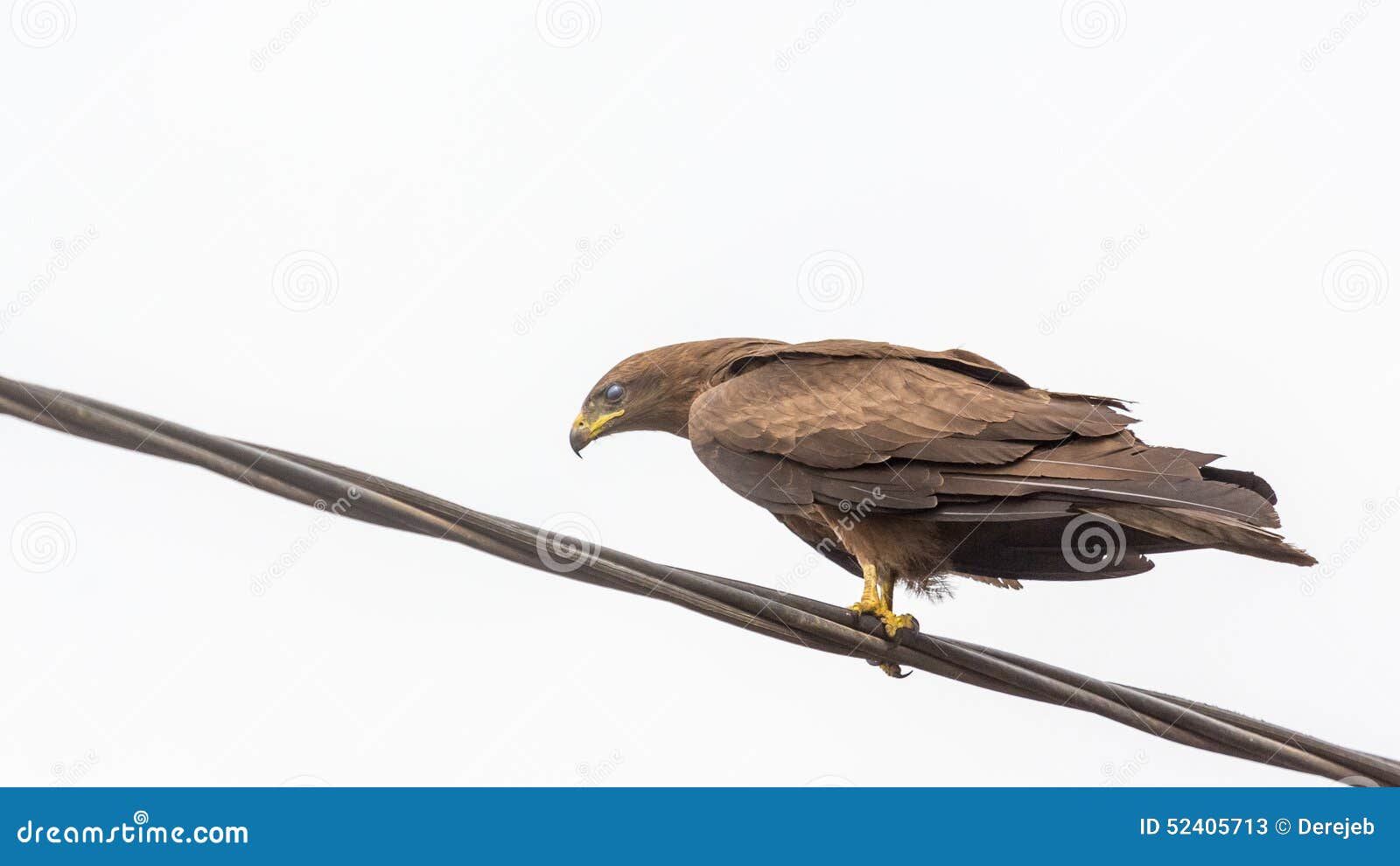 Black Kite aka Amora stock image. Image of nature, amora - 52405713