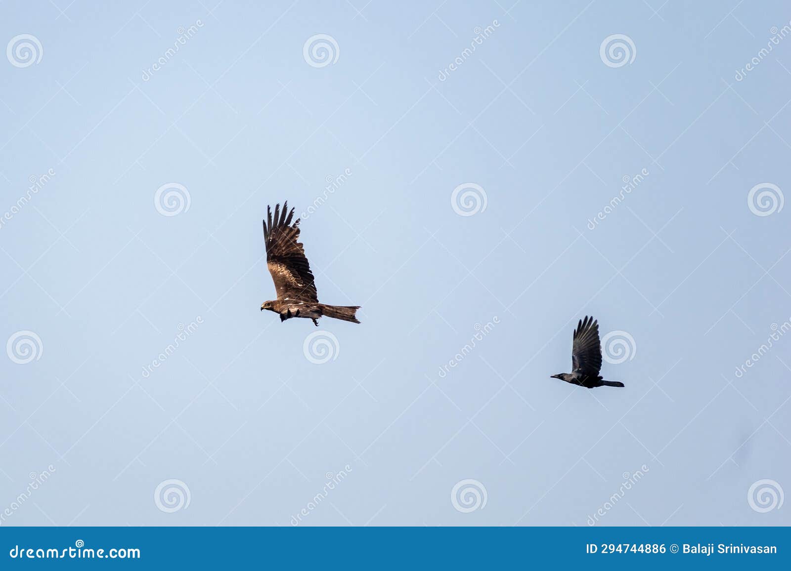 A Black Kite Aka Milvus Migrans Flying with a Common Crow Stock Photo ...