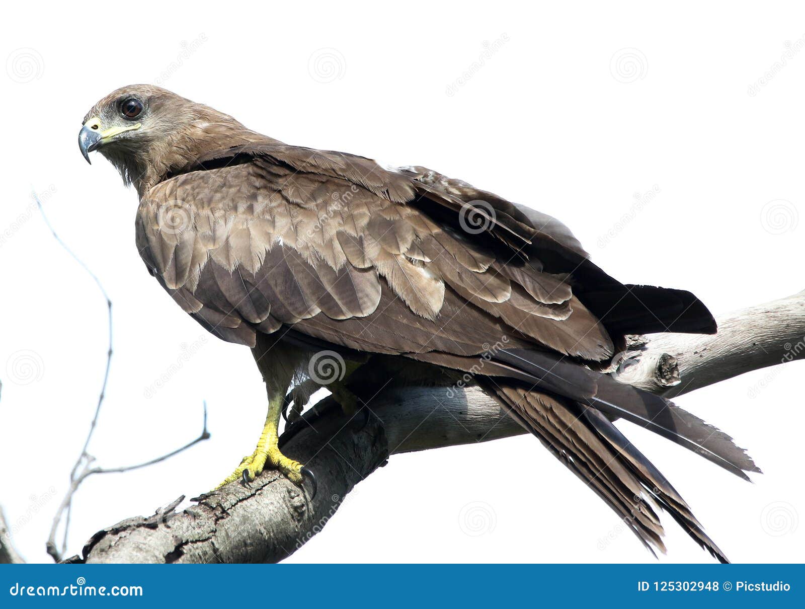Black kite stock photo. Image of kite, light, billed - 125302948
