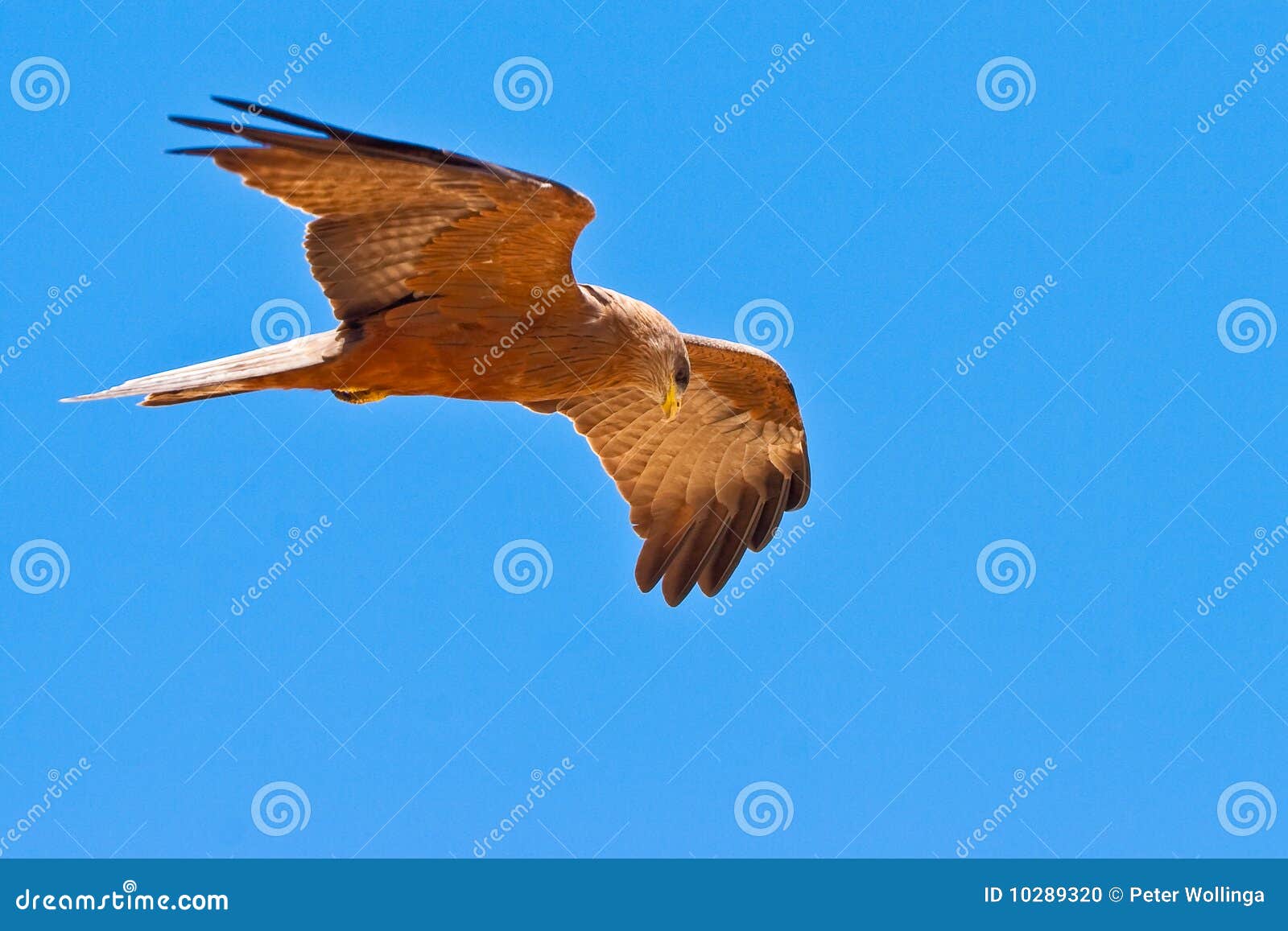 Black Kite Bird Flying in the Sky Stock Photo - Image of predator ...