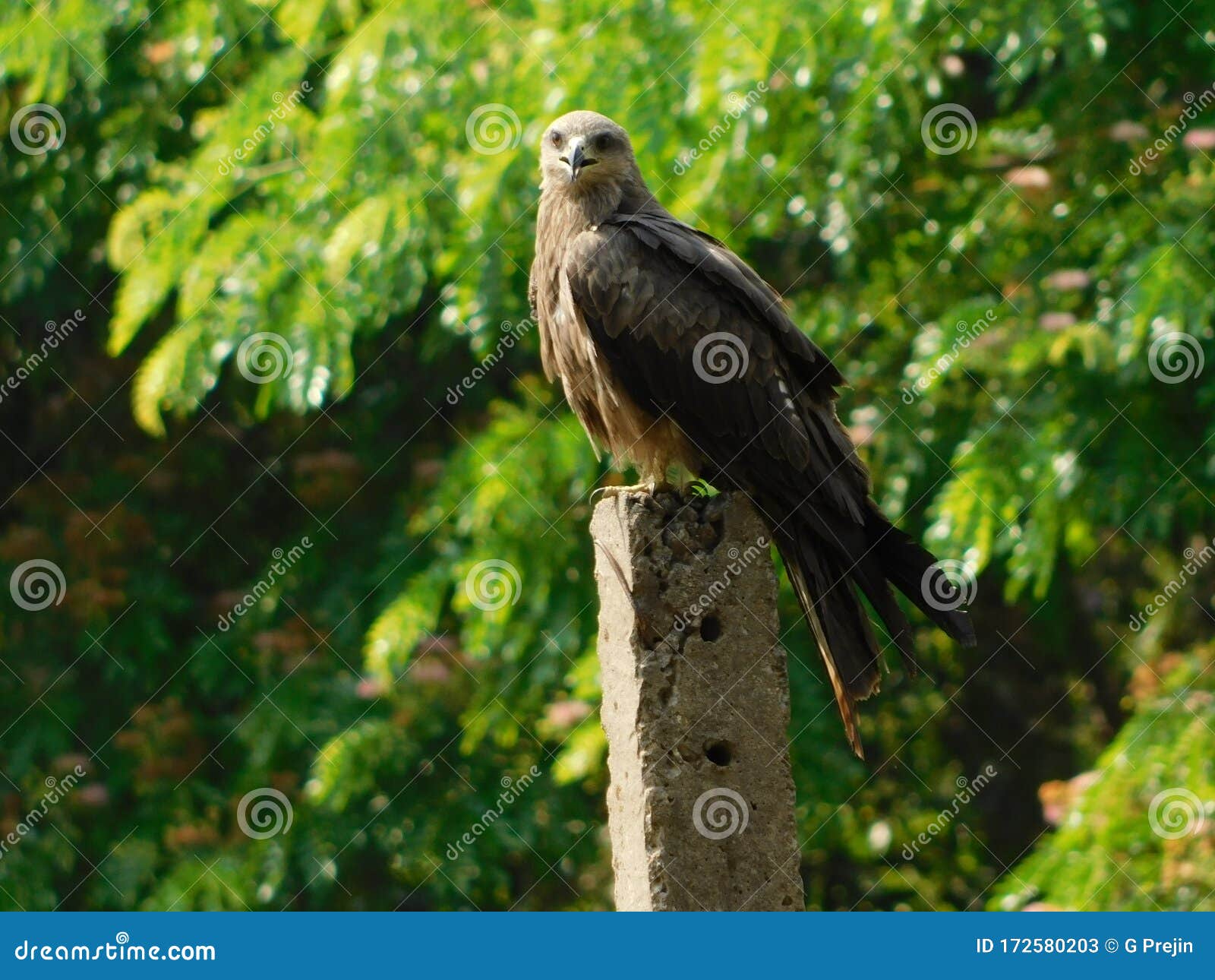 Black Kite Bird Sitting on a Pole Stock Image - Image of kite, bird ...