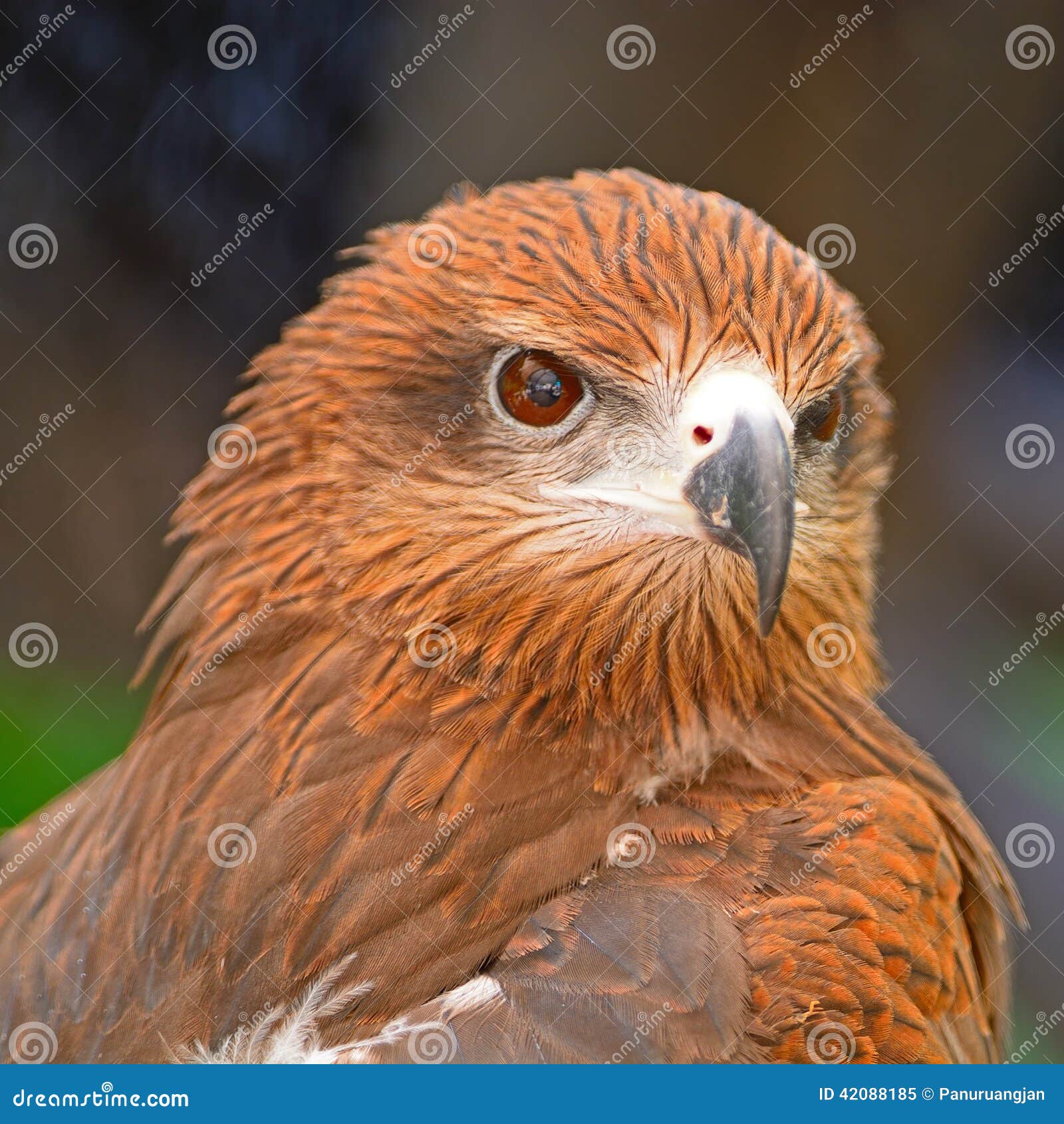 Black Kite stock image. Image of bird, eagle, head, closeup - 42088185