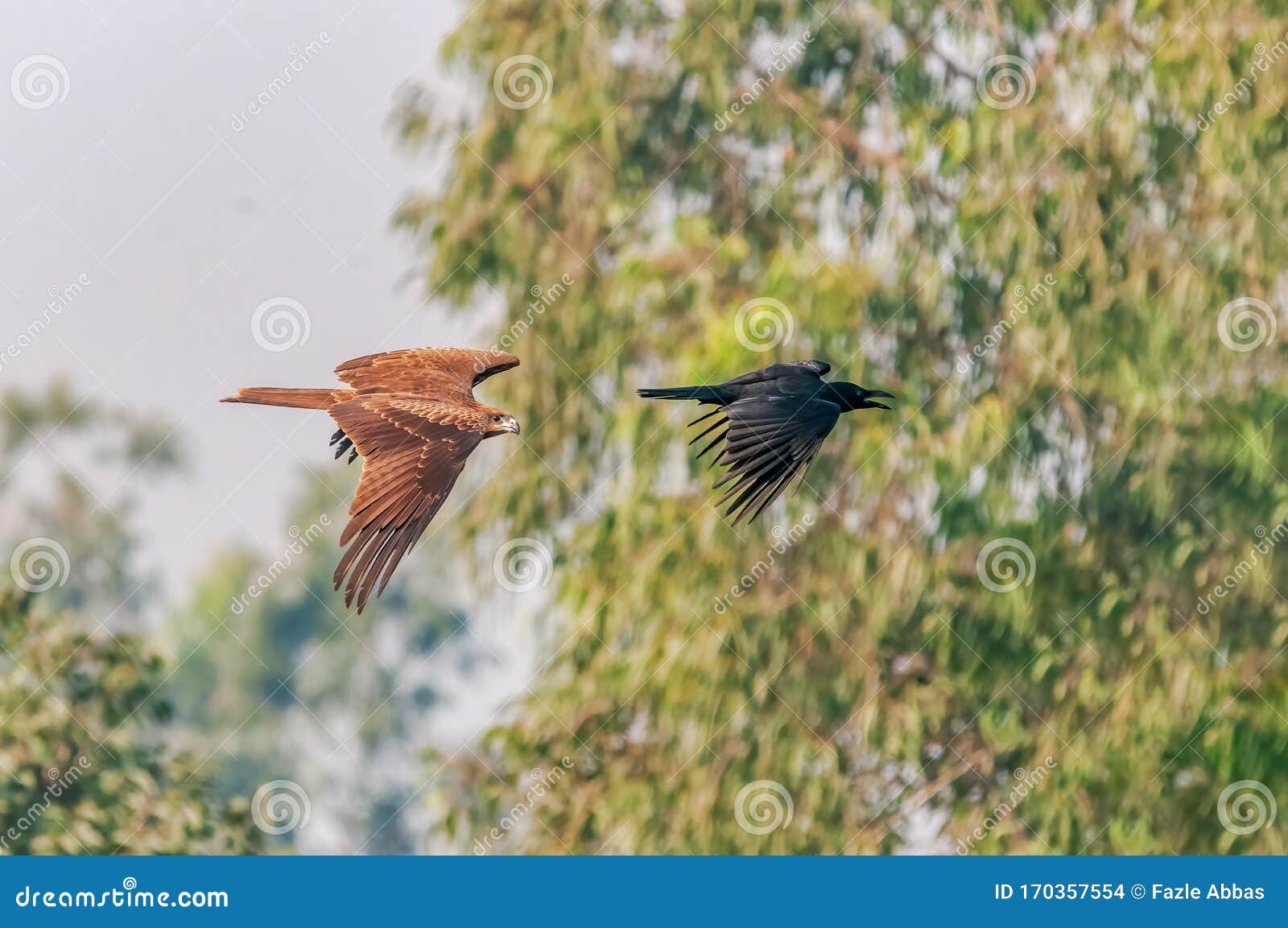 Black kite and raven stock photo. Image of prey, flight - 170357554