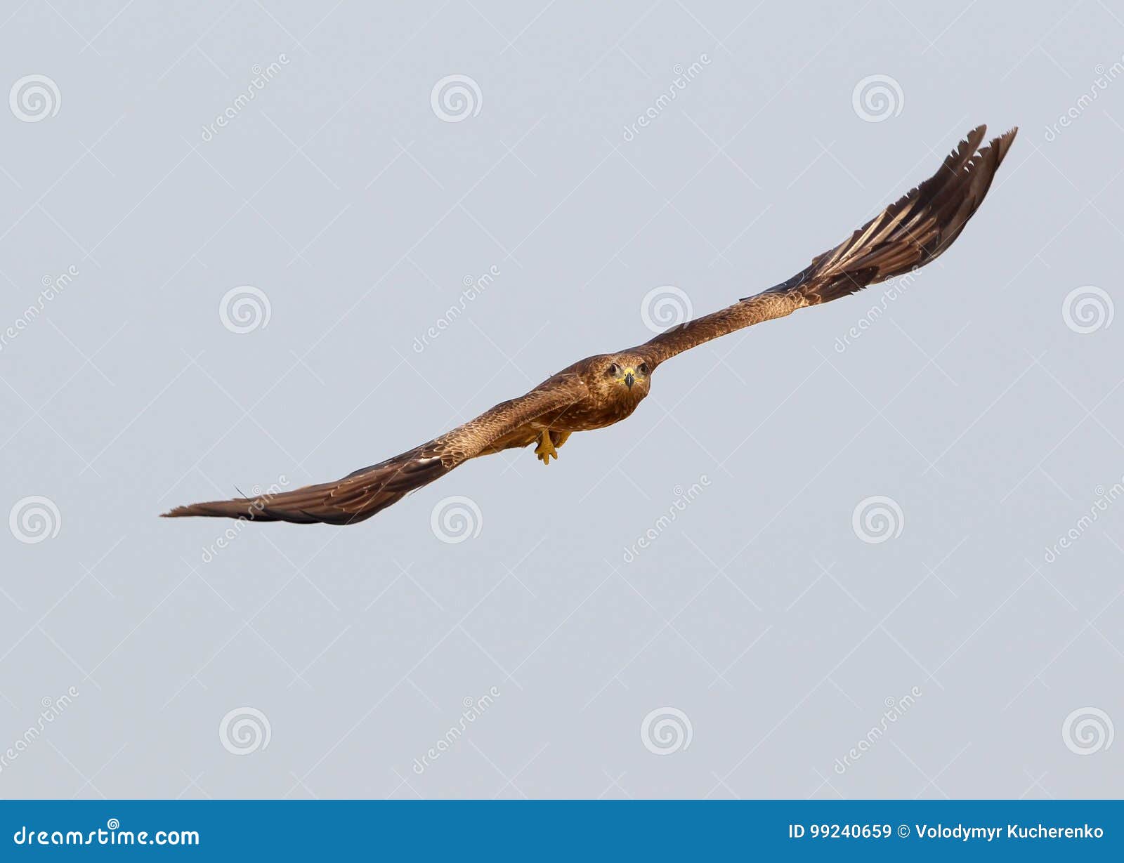 Black Kite in Flight with Fish in Legs. Front View Stock Image - Image ...