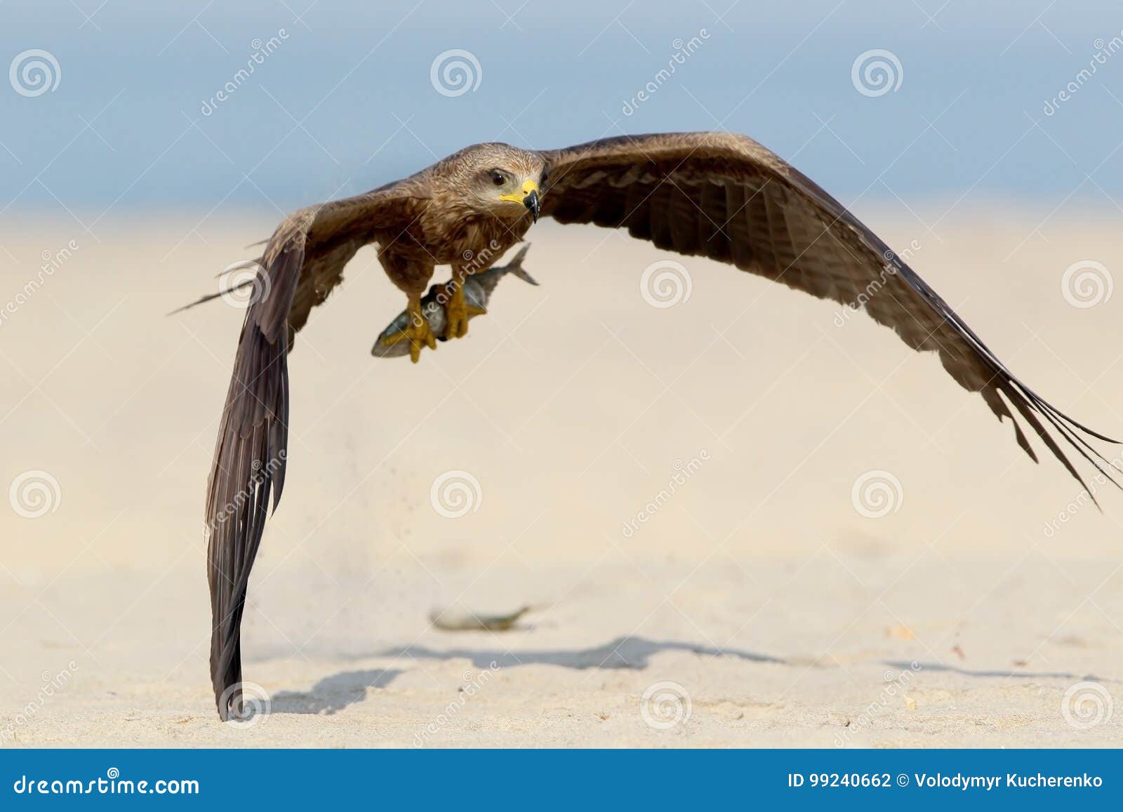 Black Kite in Flight with Fish in Legs. Front View Stock Photo - Image ...