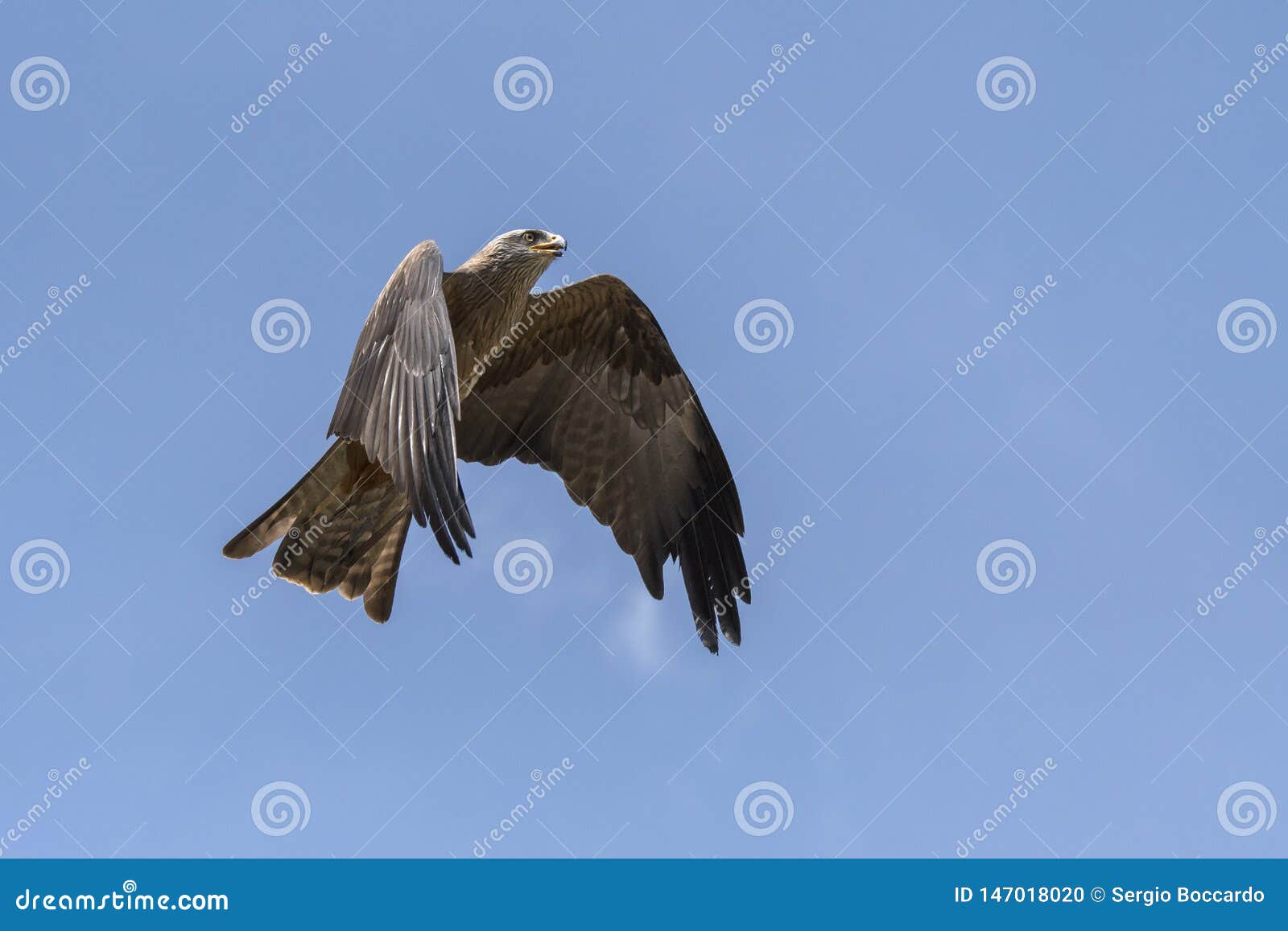 Black Kite in Flight in Italy Stock Photo - Image of predator, kite ...