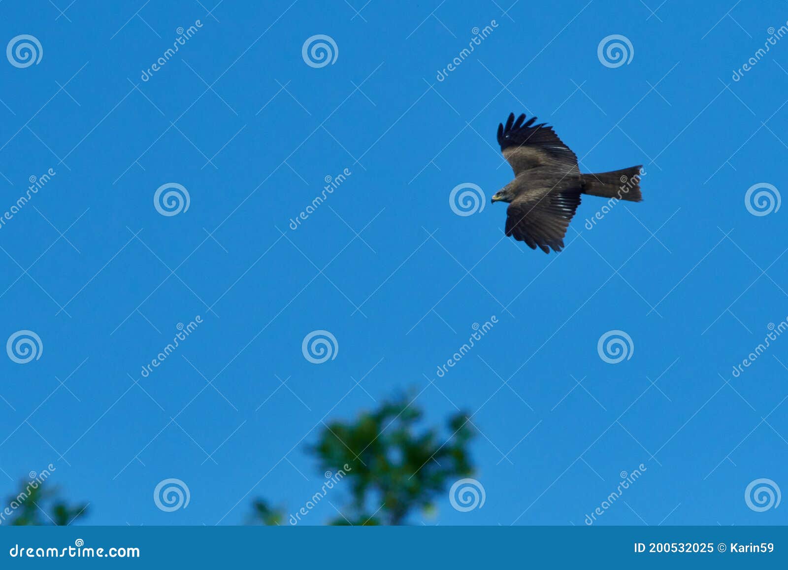 Back kite in flight stock image. Image of looking, upper - 200532025