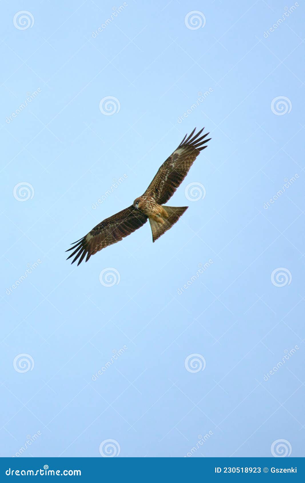 Black Kite is Flying in the Blue Sky, Opening Its Wings. Stock Image ...