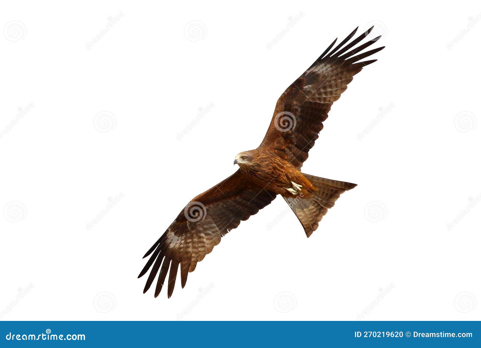 Black Kite Flying Isolated on White Background. Stock Photo - Image of ...