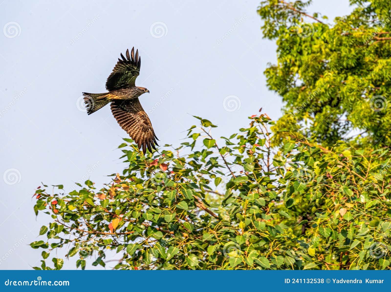 Black Kite Flying Over a Tree Stock Photo - Image of asian, prey: 241132538