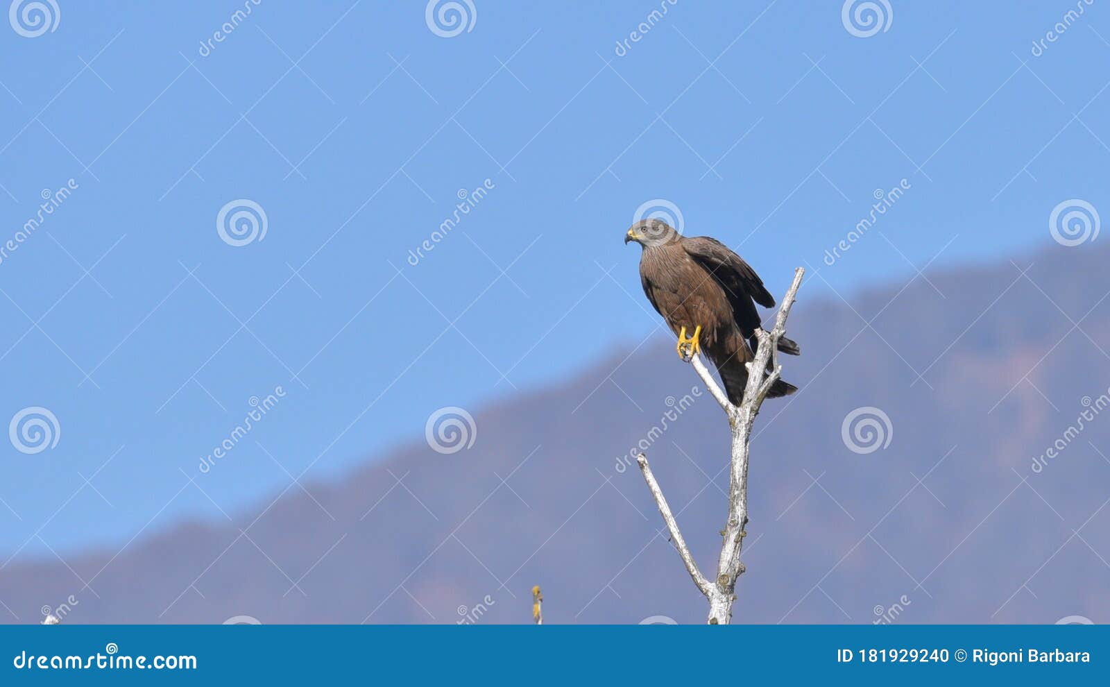 Black Kite, Hawk, in the Foreground, Placed on the Top of the Tree ...