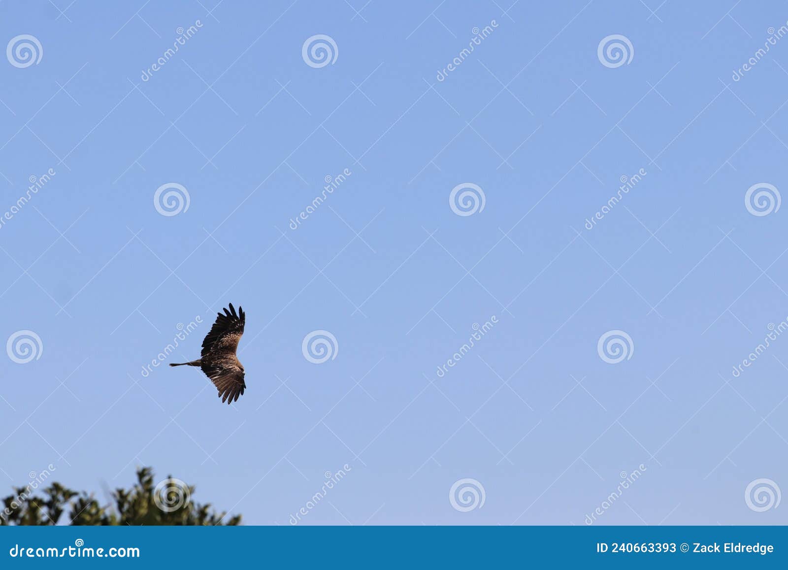 Black kite hawk stock image. Image of flying, hawk, kite - 240663393
