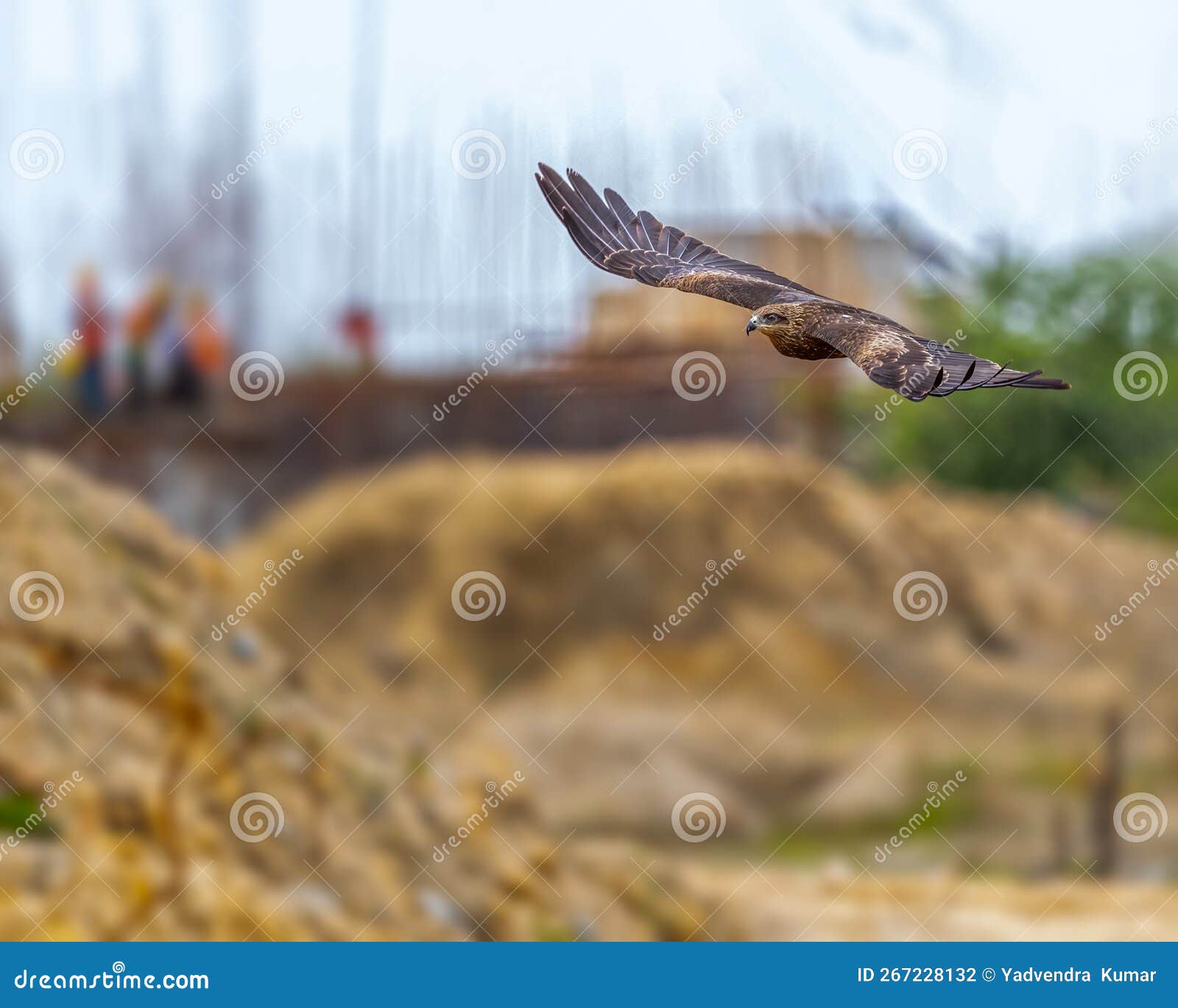 A Black Kite with Horizontal Wing Flying Stock Photo - Image of flight ...