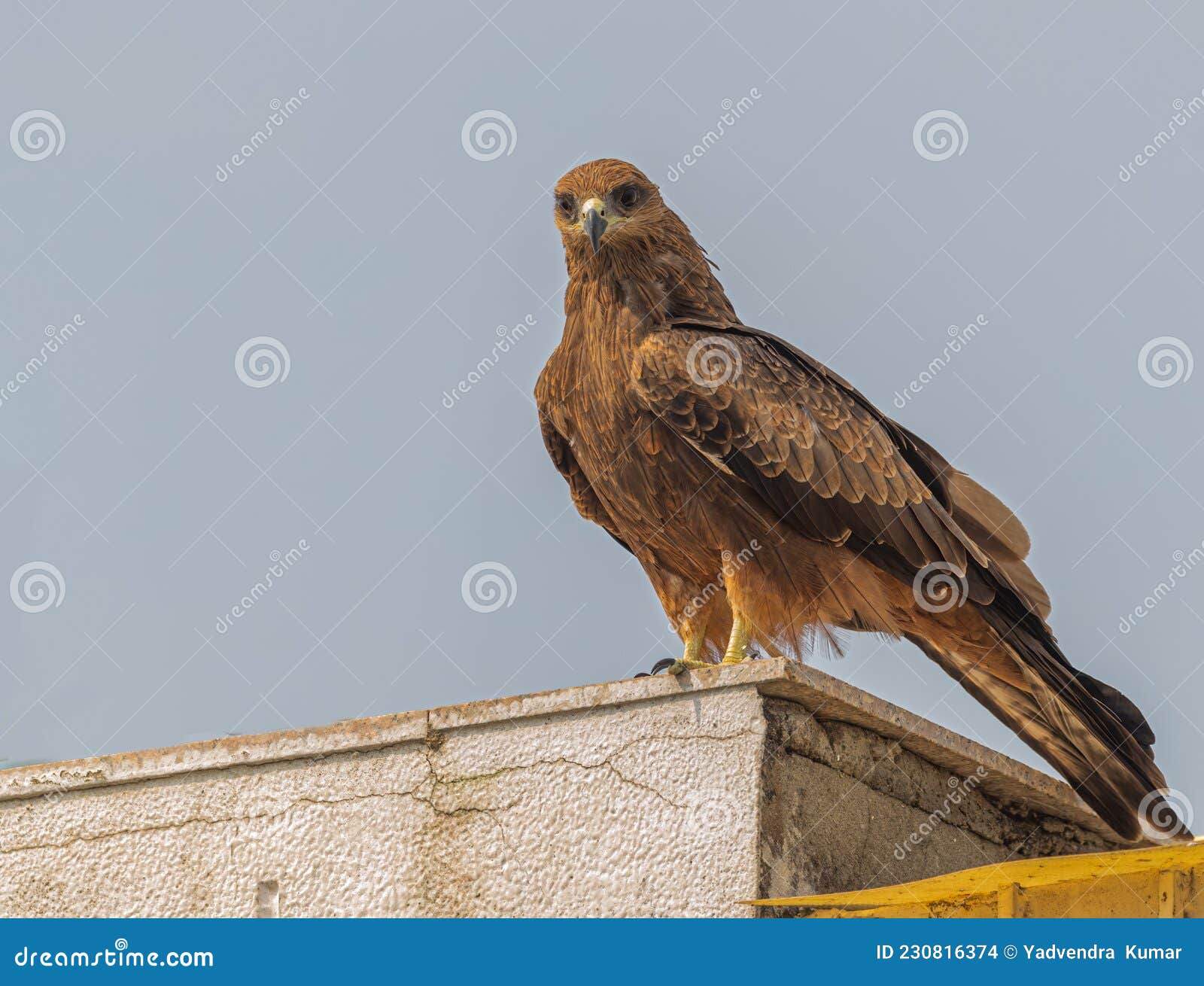 Black Kite Looking into the Camera Stock Photo - Image of open, elegant ...