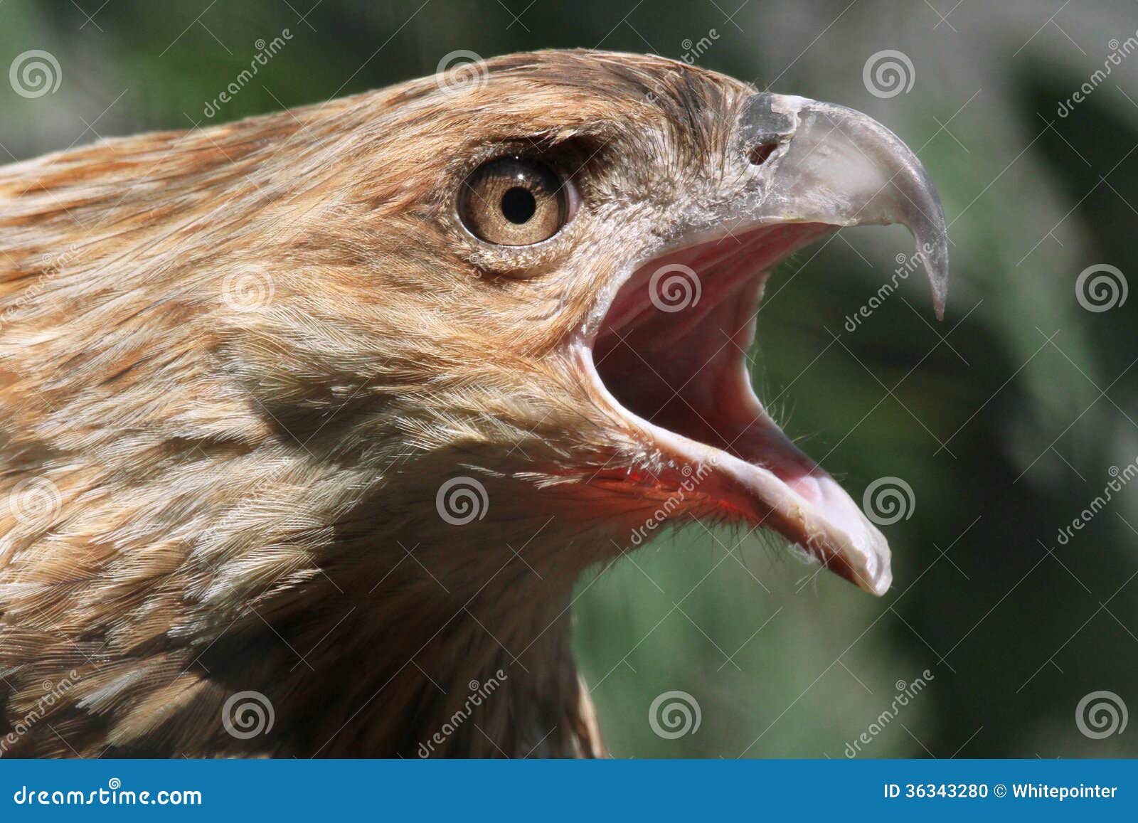 A Black Kite Face Closeup Image Stock Photo - Image of beak, loud: 36343280
