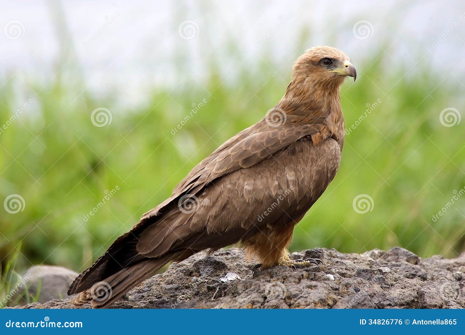 Black Kite (Milvus Migrans) Stock Photo - Image of wilderness, nature ...