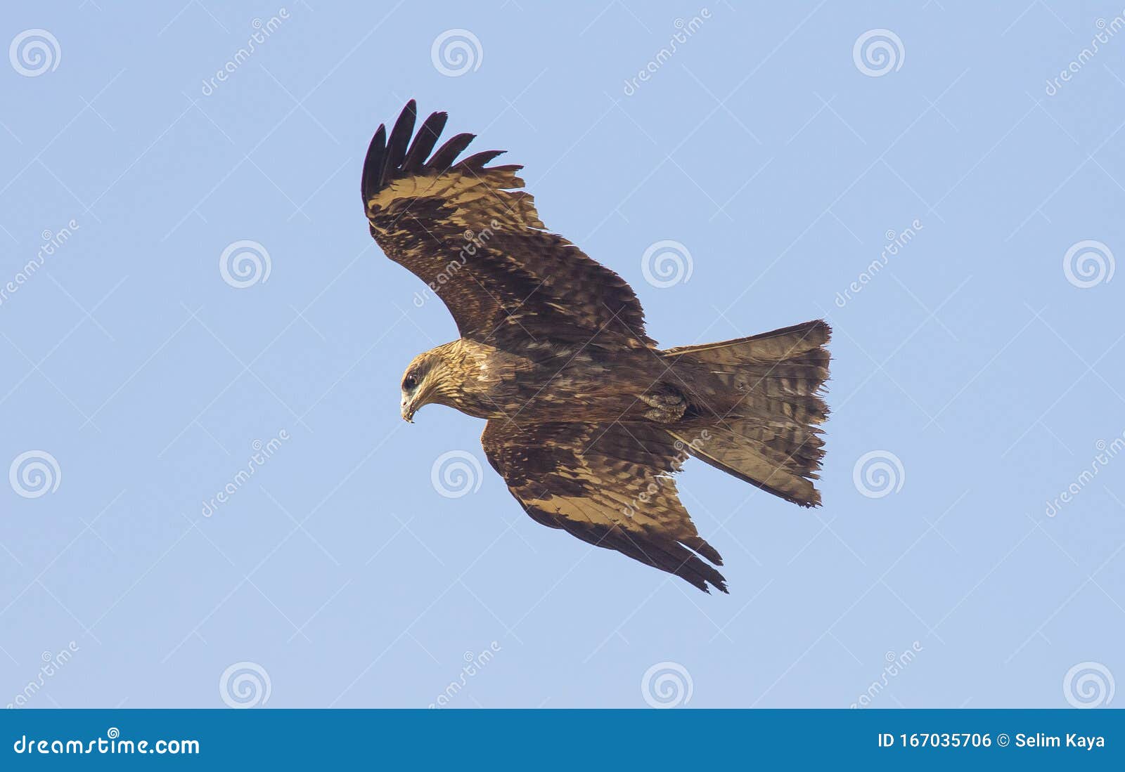 Black Kite & X28;Milvus Migrans& X29; is a Carrion Eater and a Predator ...