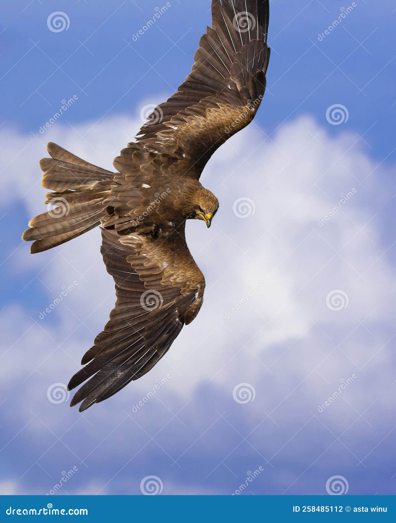 Black Kite, Milvus Migrans. Medium-sized, Rather Nondescript Raptor ...