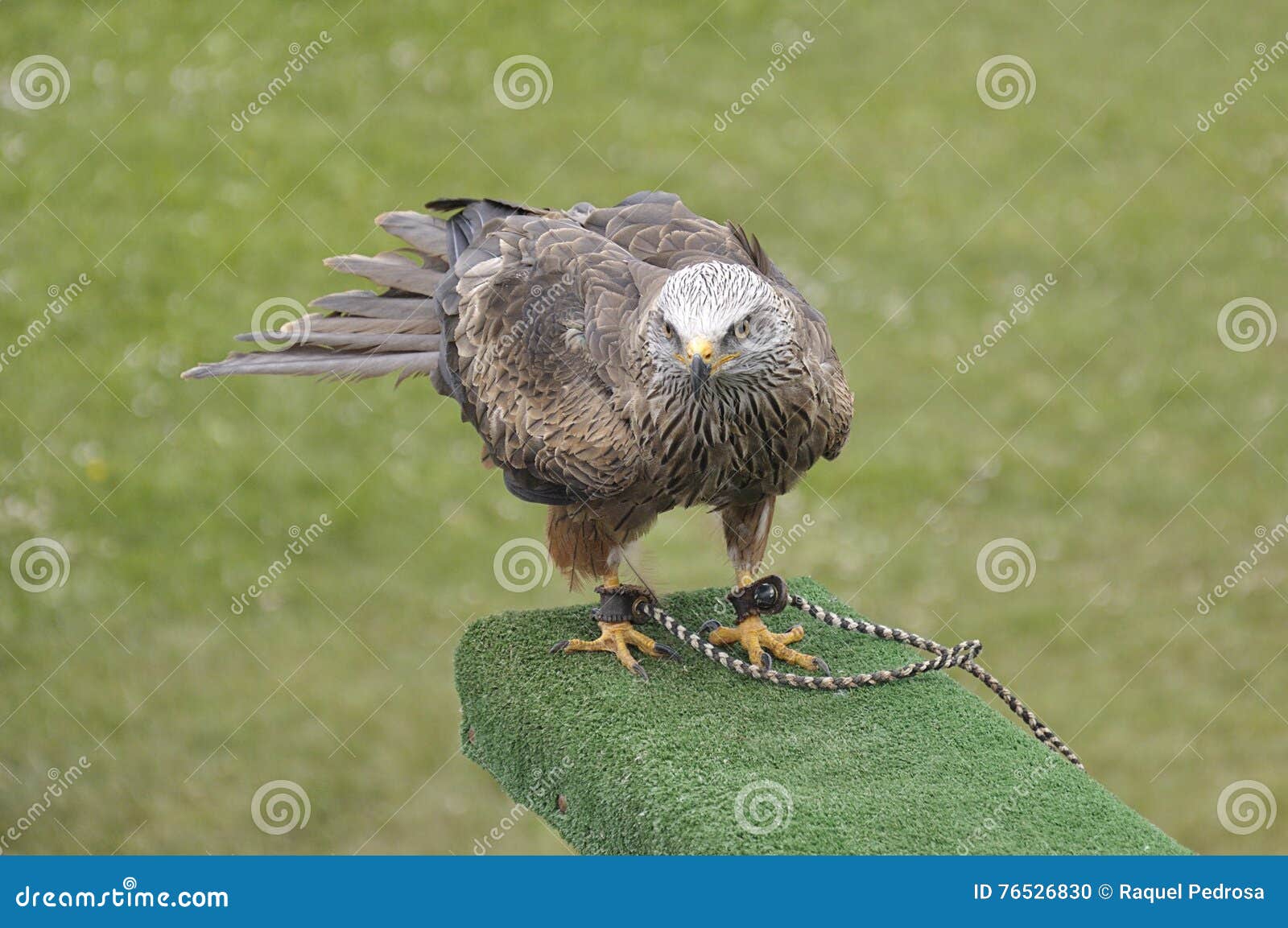 Black Kite (Milvus Migrans) Perched on an Innkeeper Stock Photo - Image ...