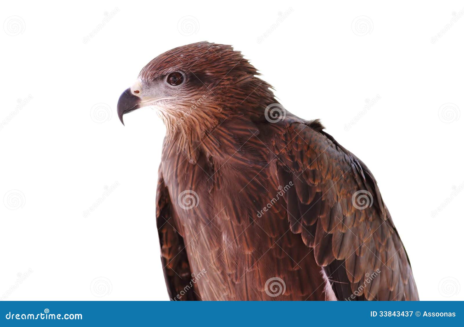 Black Kite Pariah Kite Milvus Migrans Stock Image - Image of horizontal ...