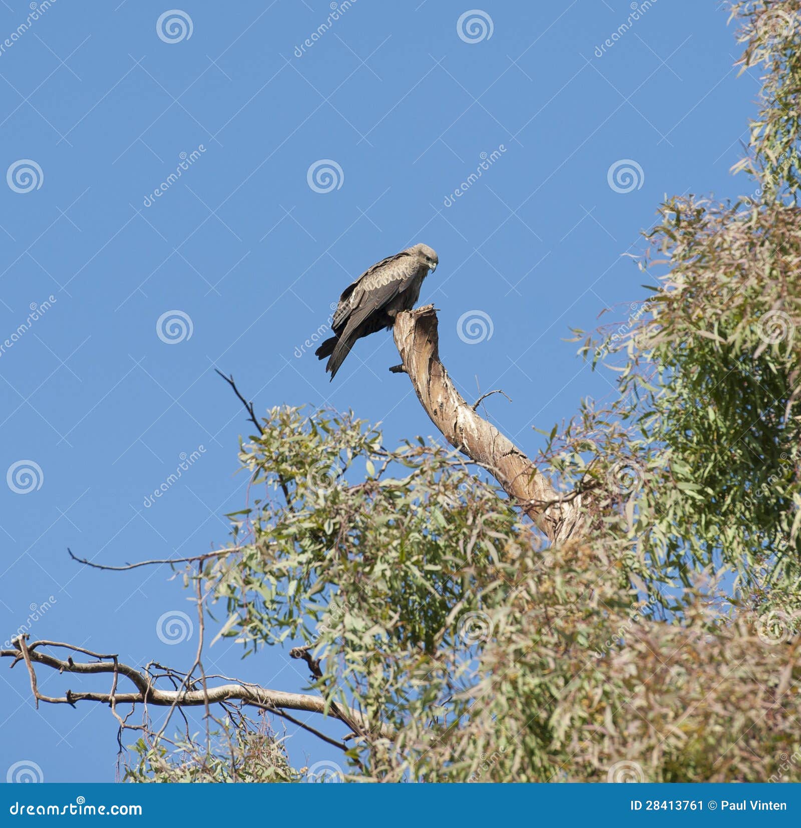 Black kite perched in tree stock image. Image of head - 28413761