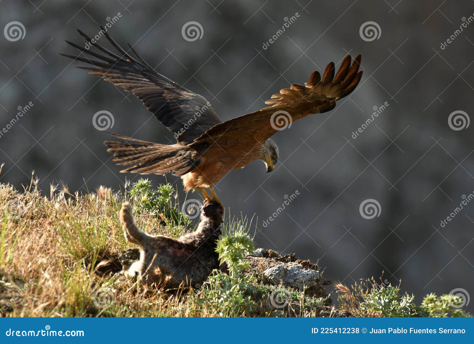 Black Kite Poses with a Prey in Its Talons Stock Photo - Image of ...