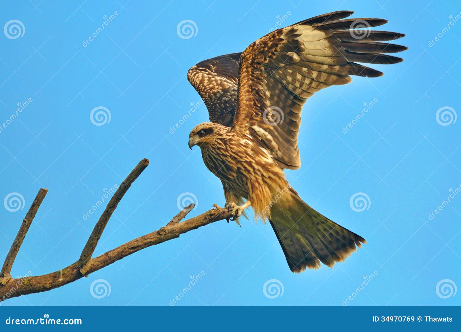 Black kite stock image. Image of tropical, prey, birds - 34970769