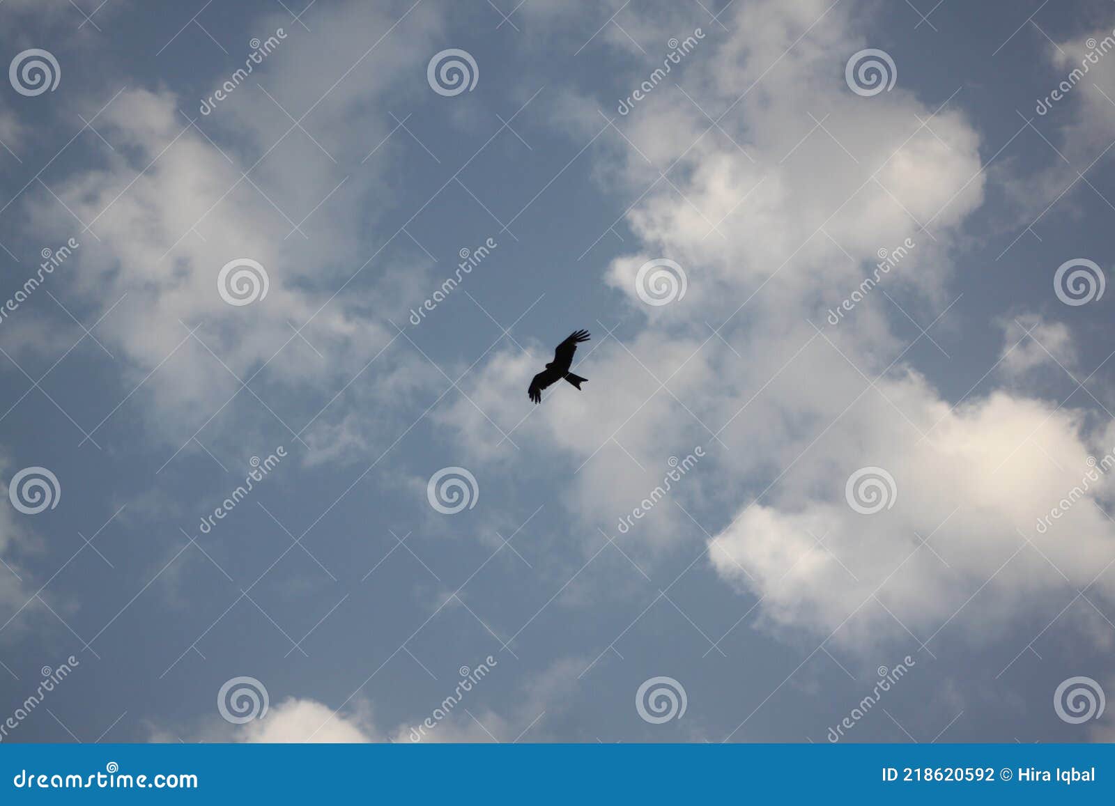 Black Kite s stock photo. Image of decreasing, eagle - 218620592