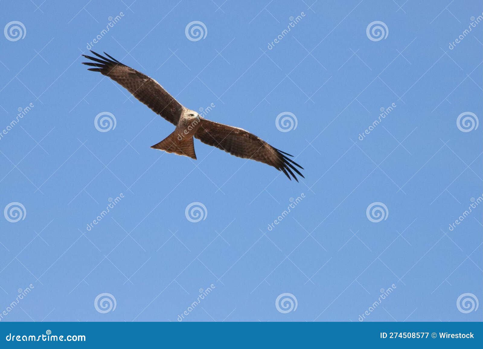 Black Kite Soaring through a Clear Blue Sky. Stock Image - Image of ...
