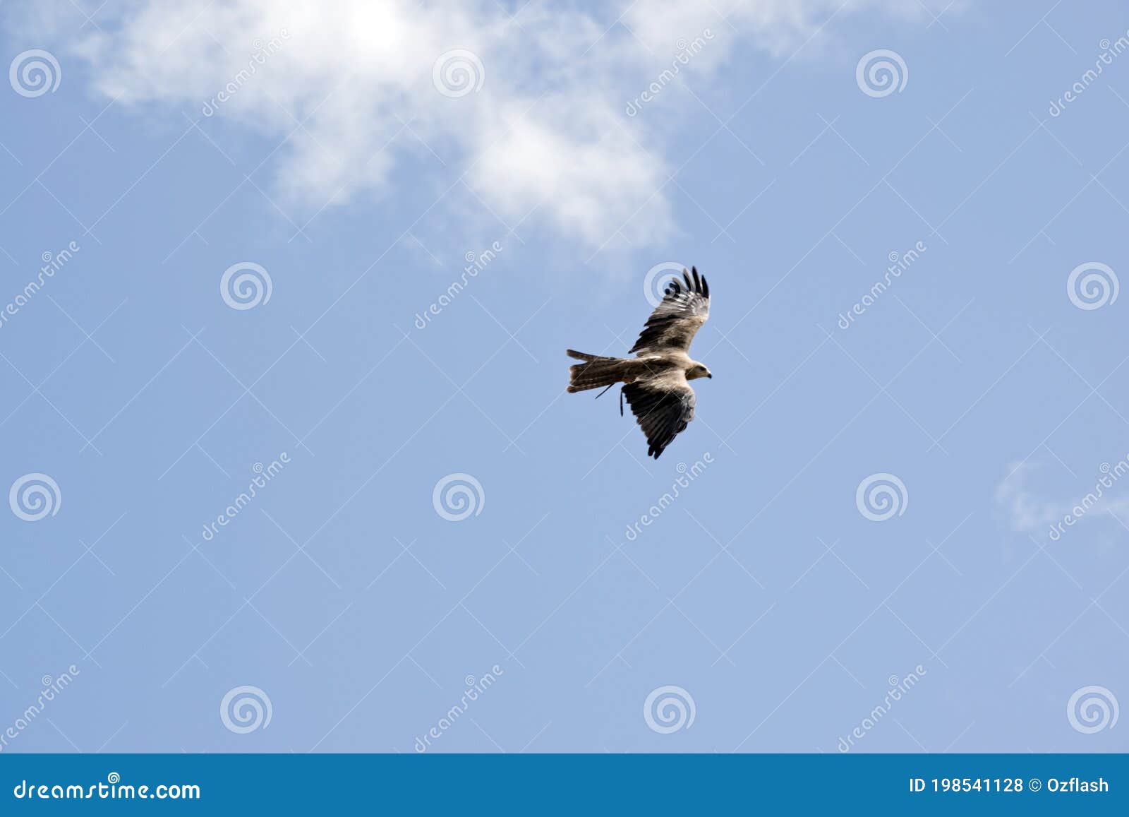 The Black Kite is Soaring through the Sky Stock Photo - Image of ...