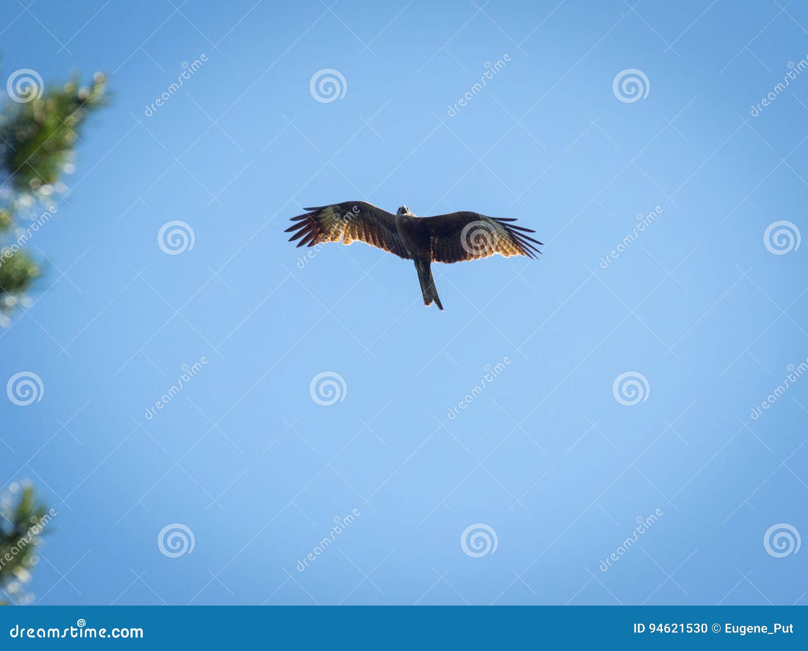 Black Kite, Spread Wings Flying in the Blue Sky Above the Pine Stock ...