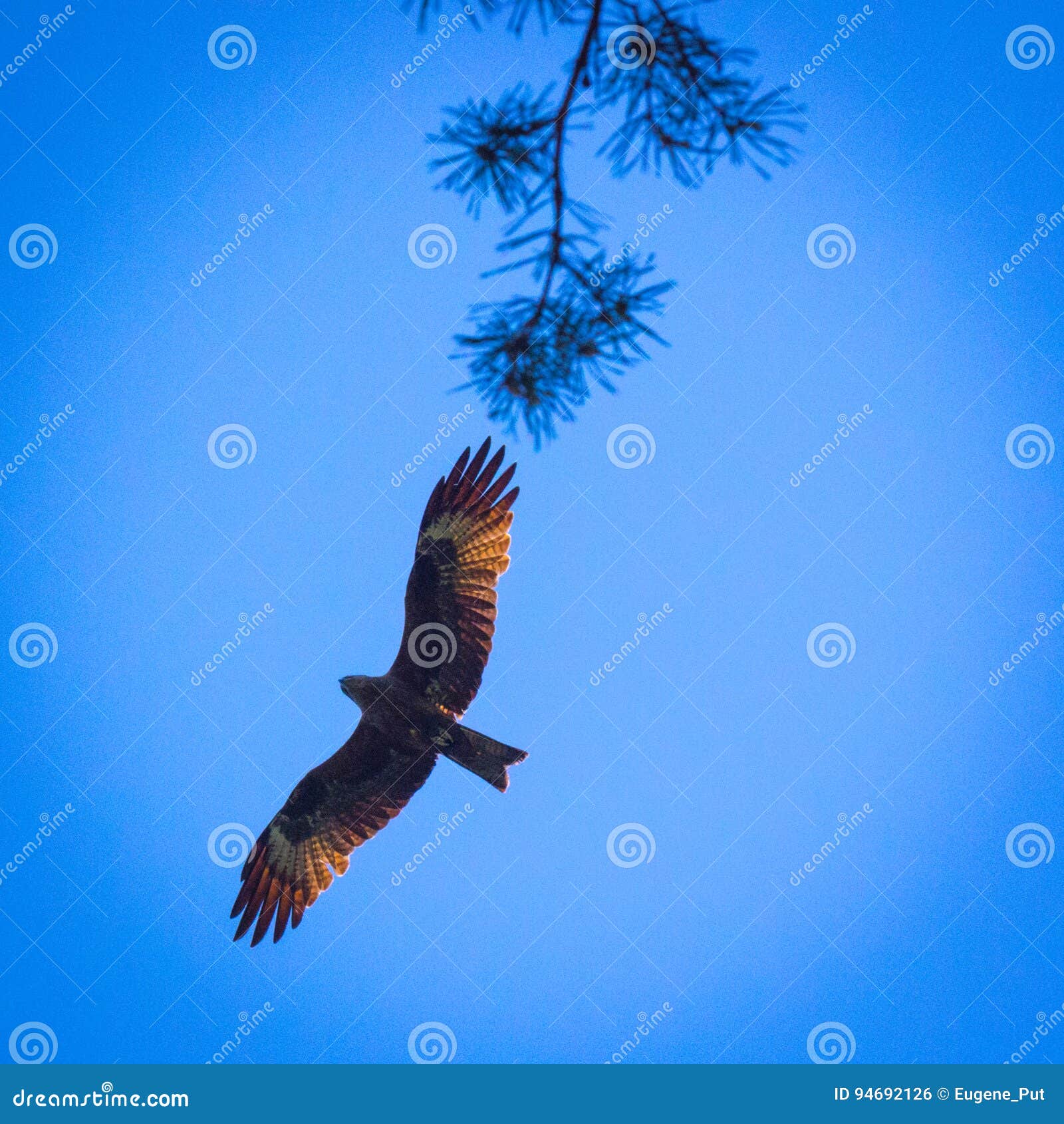Black Kite, Spread Wings Flying in the Blue Sky Above the Pine Stock ...