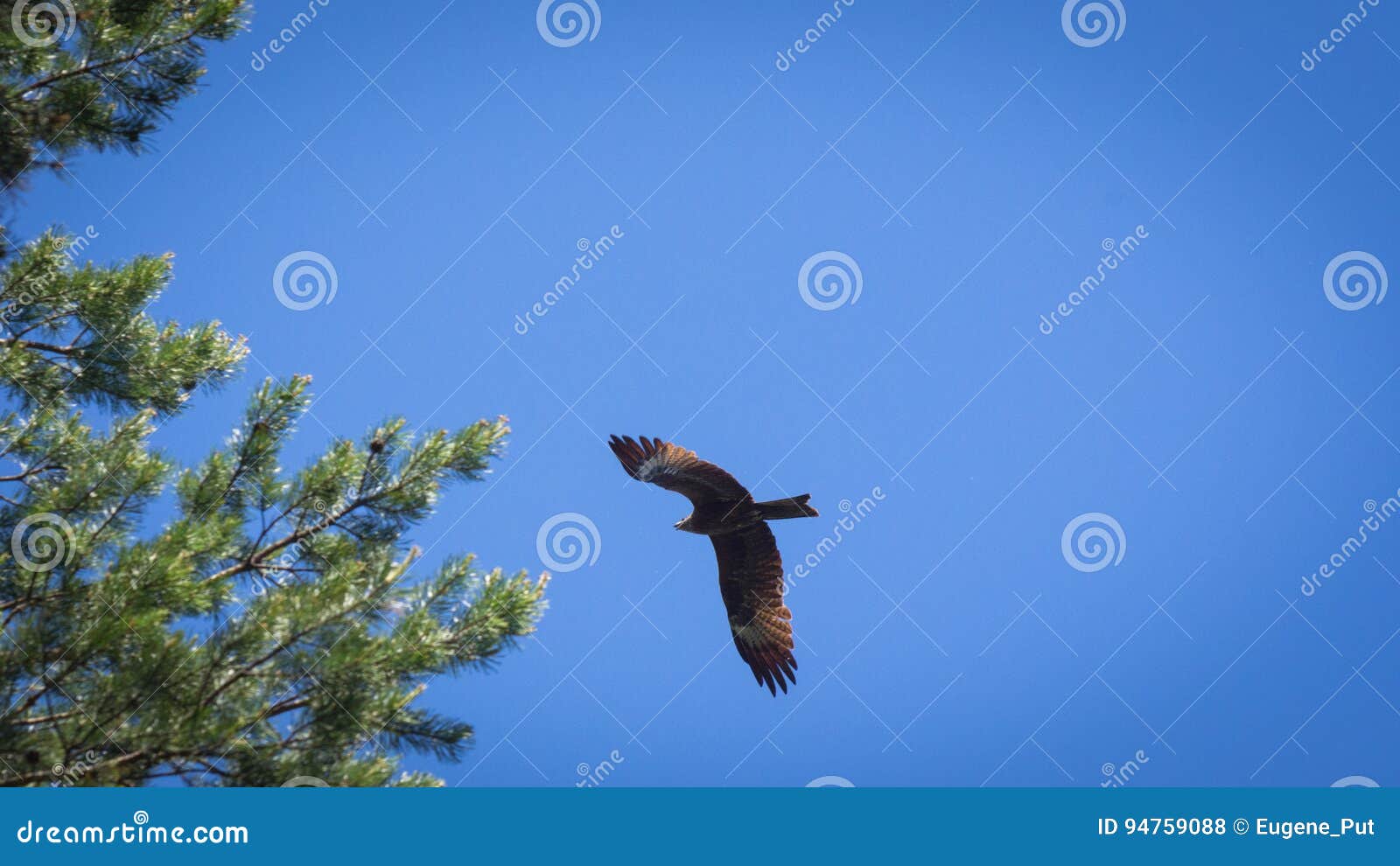 Black Kite, Spread Wings Flying in the Blue Sky Above the Pine Stock ...