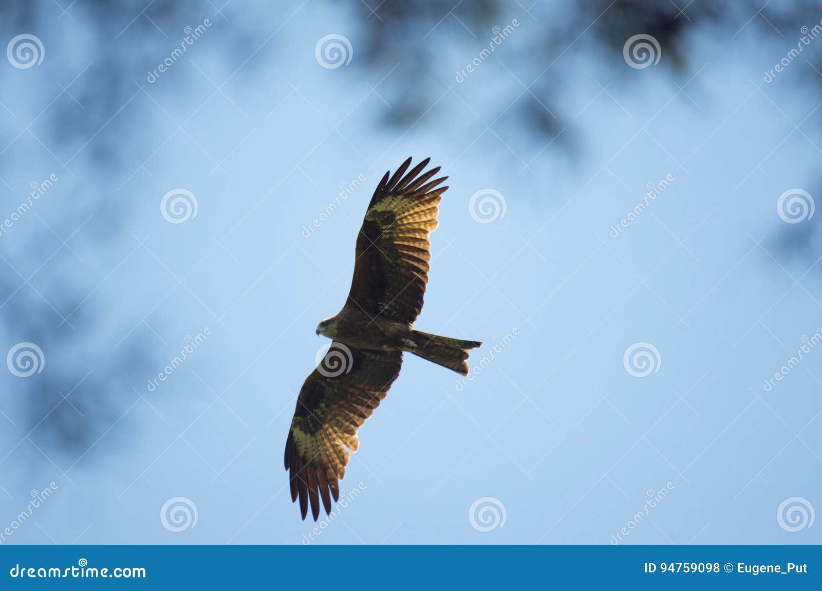 Black Kite, Spread Wings Flying in the Blue Sky Above the Pine Stock ...