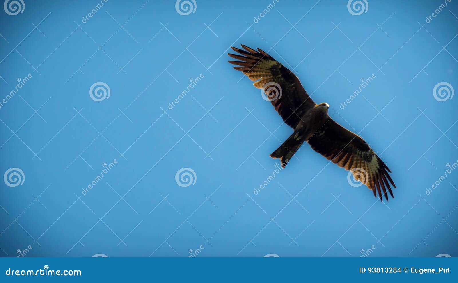 Black Kite with Spread Wings Flying in Blue Sky Stock Photo - Image of ...