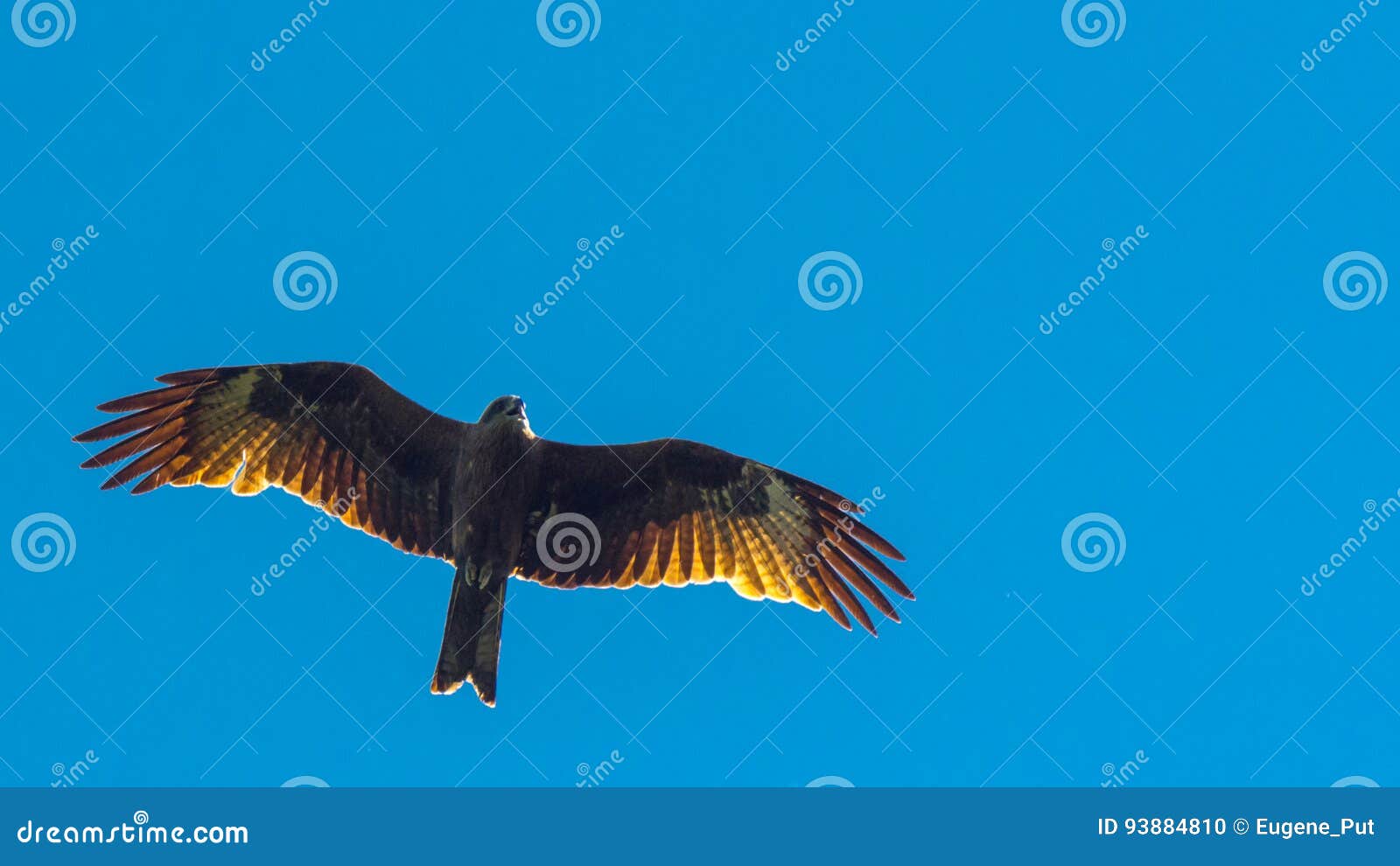 Black Kite, Spread Wings Flying in Blue Sky Stock Photo - Image of kite ...