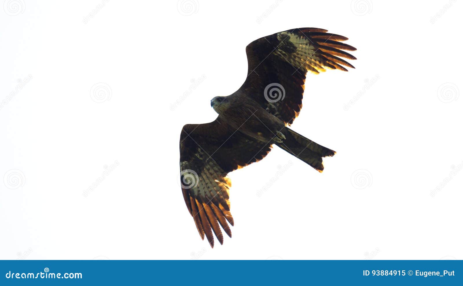 Black Kite, Spread Wings Flying in the Sky Stock Image - Image of birds ...