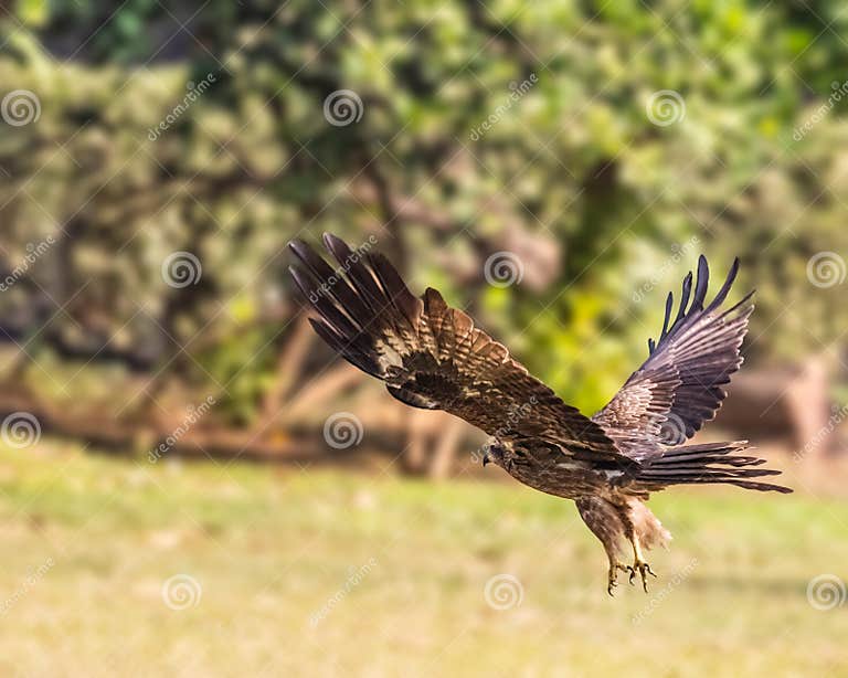 A Black Kite stock photo. Image of natural, sharp, eagle - 349354034