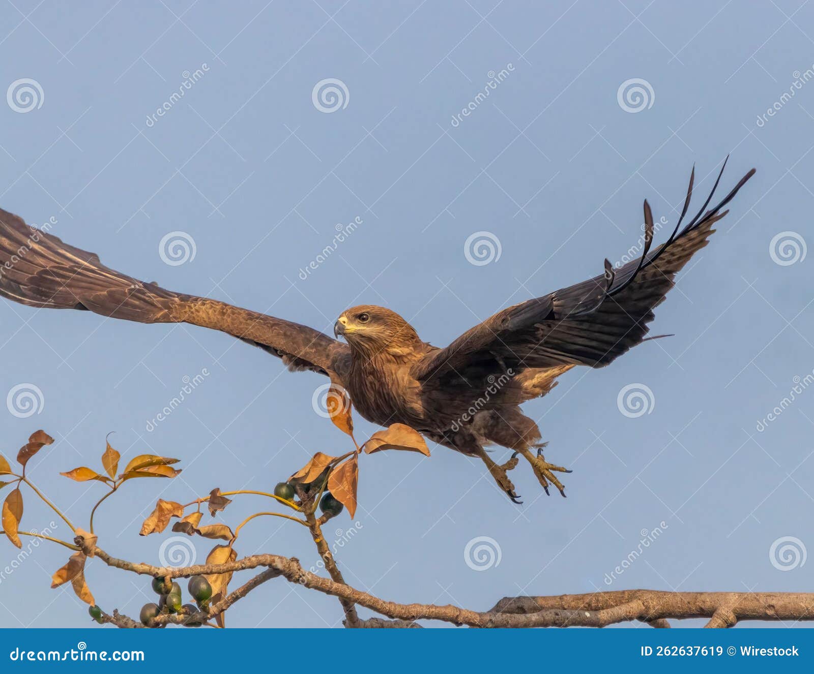 A Black Kite taking off stock image. Image of wildlife - 262637619