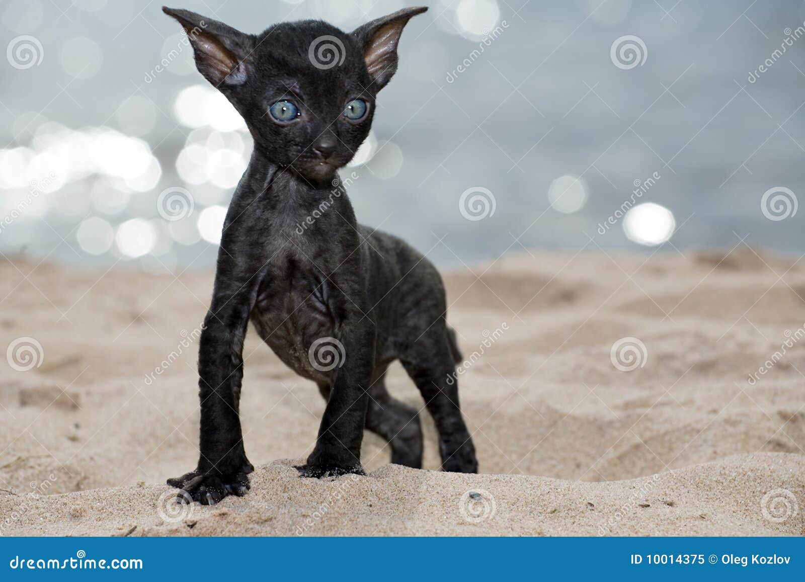 Black kitten stock image. Image of cute, mammal, furry - 10014375