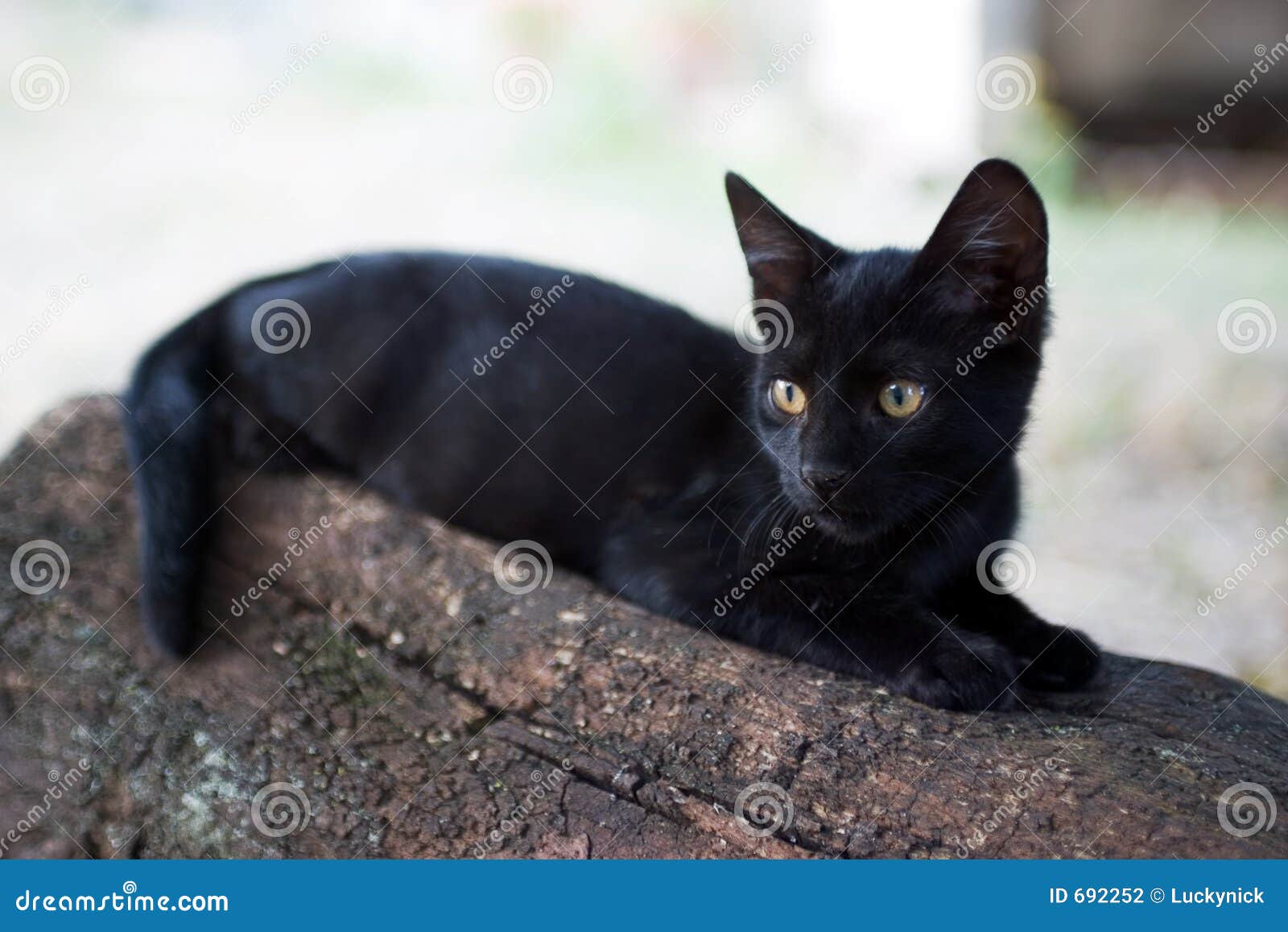 Black kitten stock photo. Image of outside, young, details - 692252