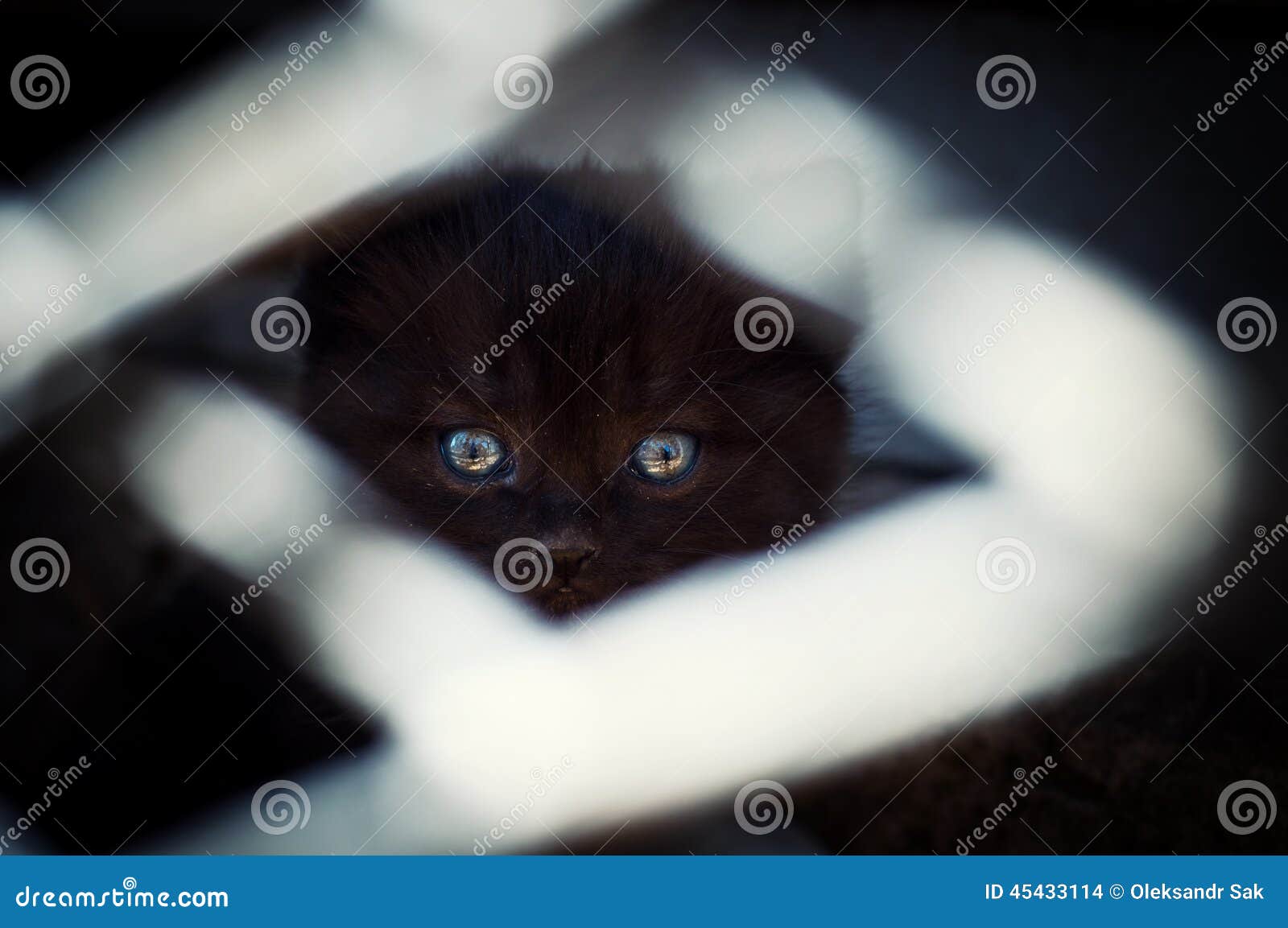 Black kitten behind bars stock photo. Image of baby, kitten - 45433114
