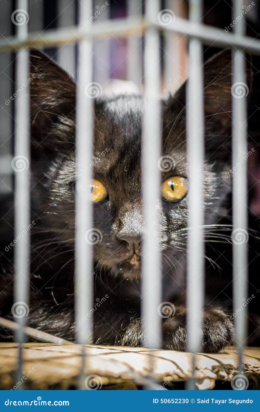 Black kitten behind bars stock photo. Image of feline - 50652230
