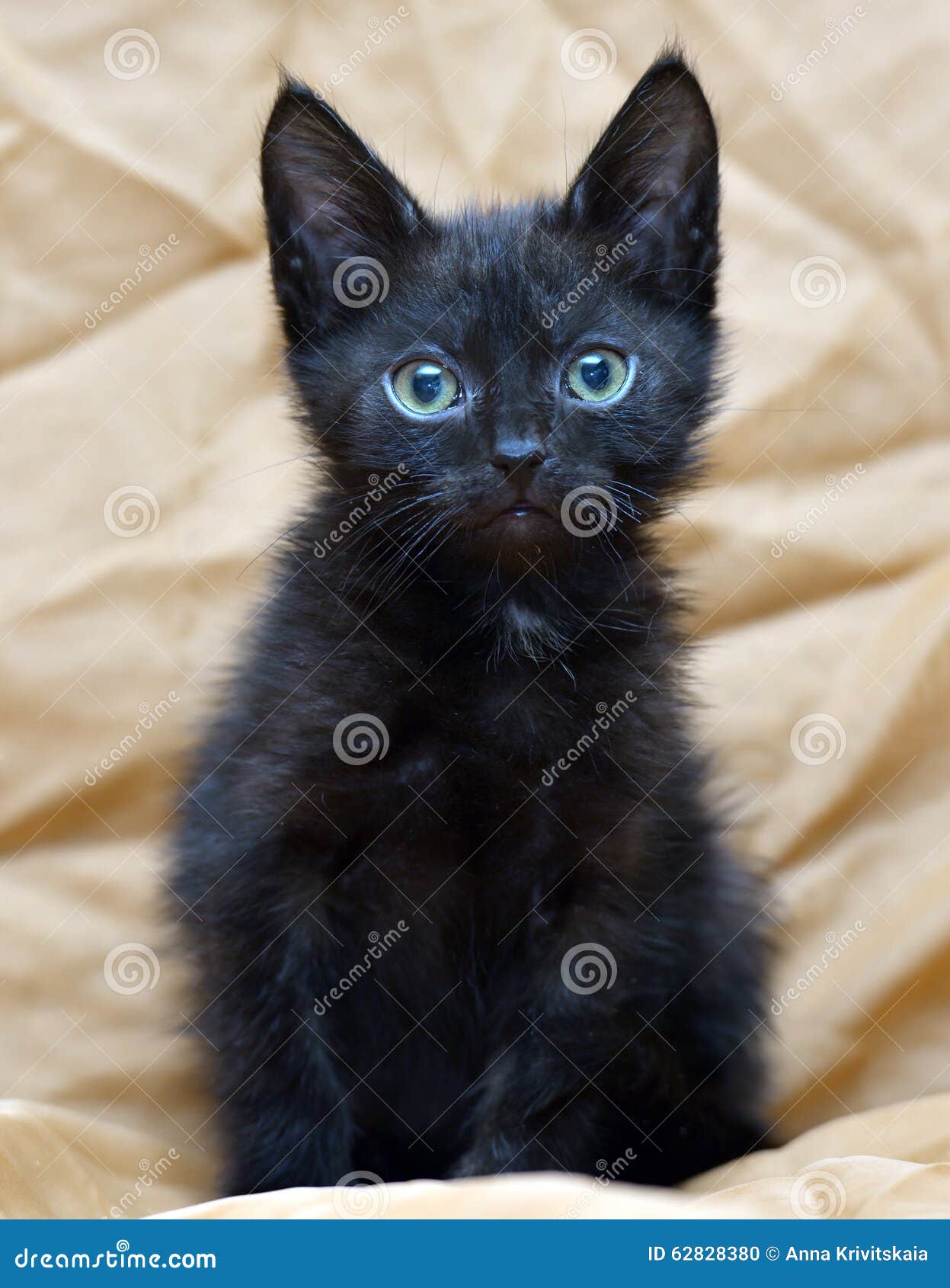Black kitten stock photo. Image of blue, faces, black - 62828380